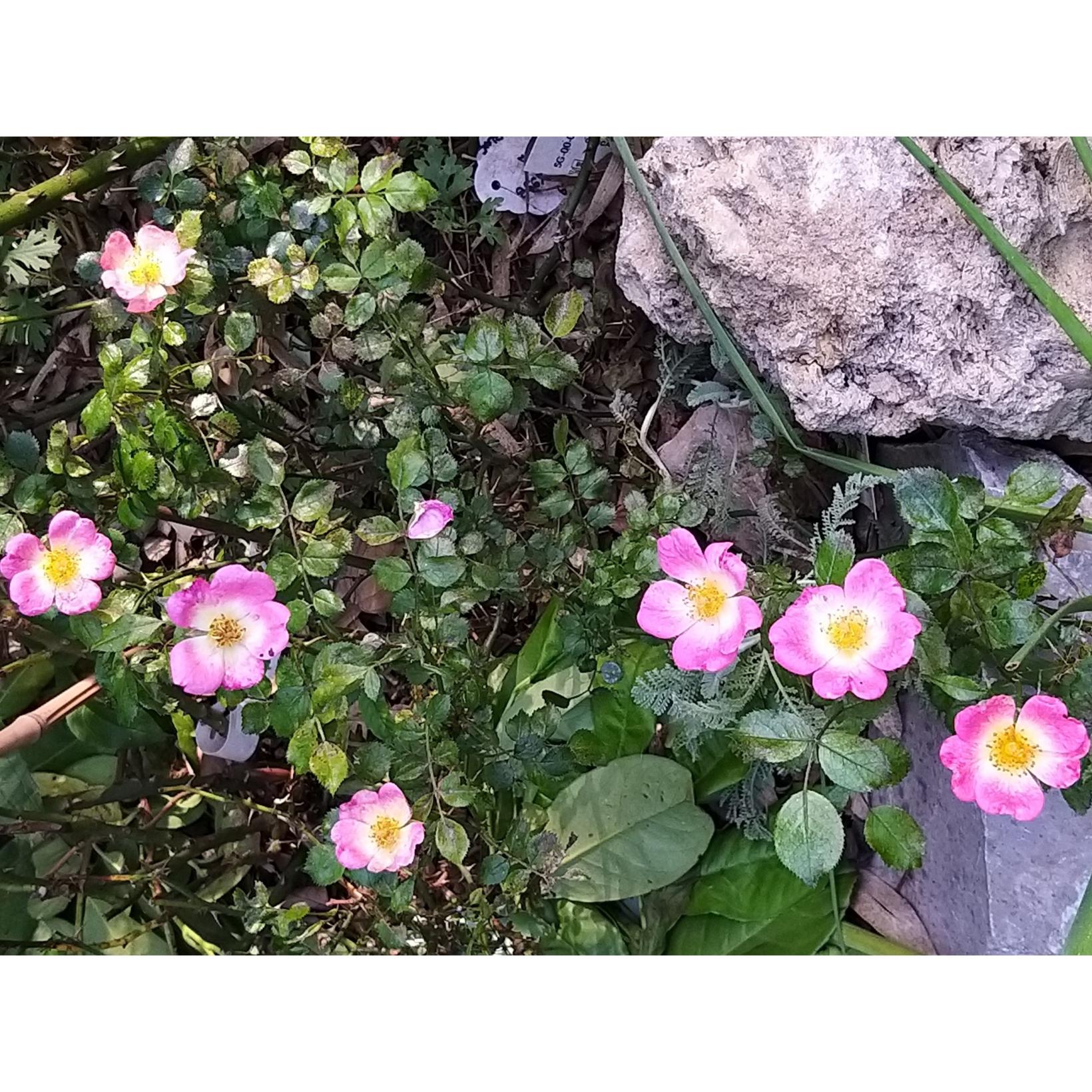 Rosier Topolina - Rosa (x) couvre-sol, tapissant, florifère, à fleurs ...