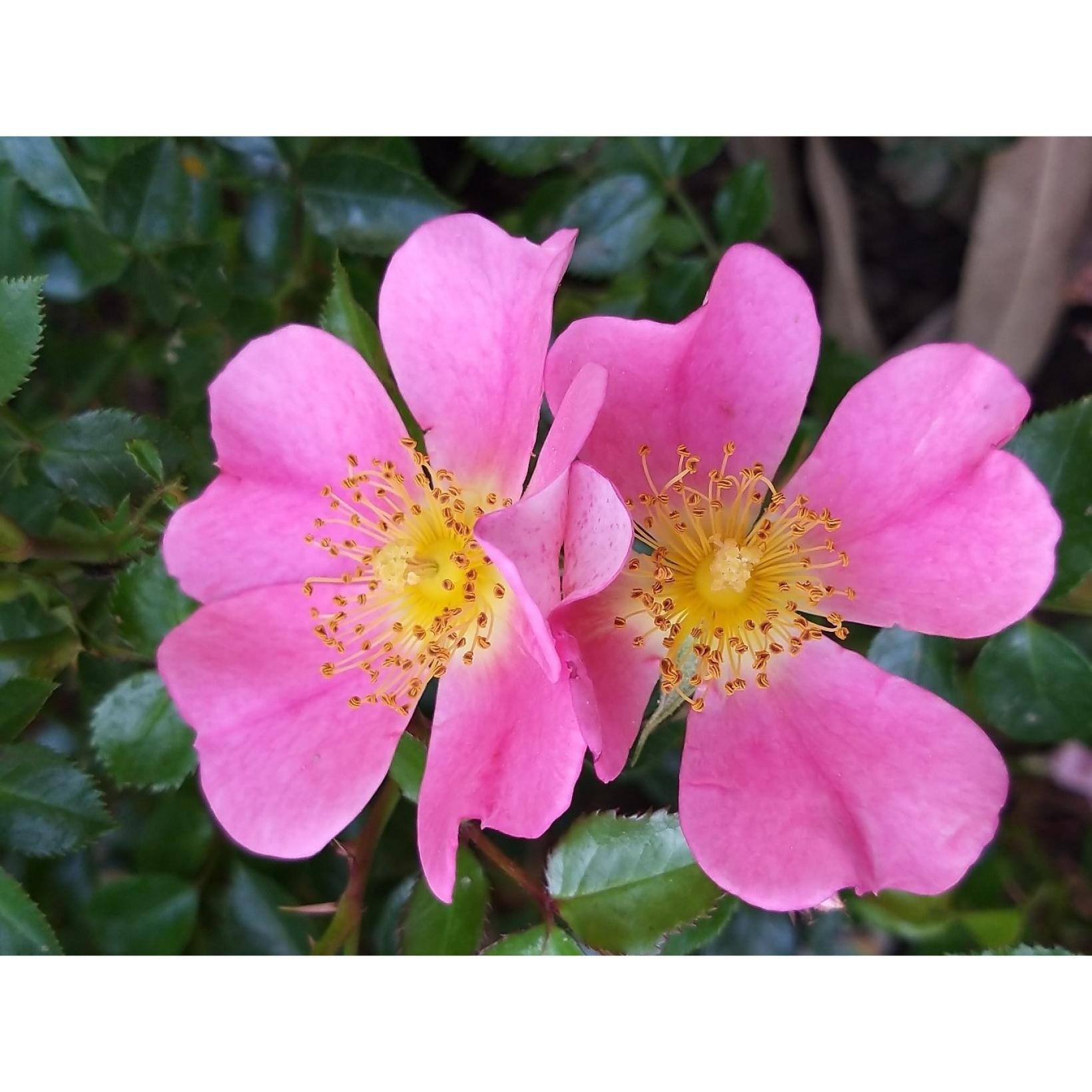 Rosier Topolina - Rosa (x) couvre-sol, tapissant, florifère, à fleurs ...