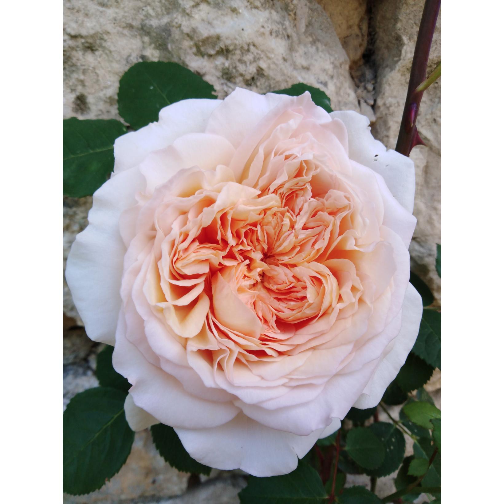 Rosier David Austin Bathsheba - Auschimbley - Nouveauté grimpante, aux ...