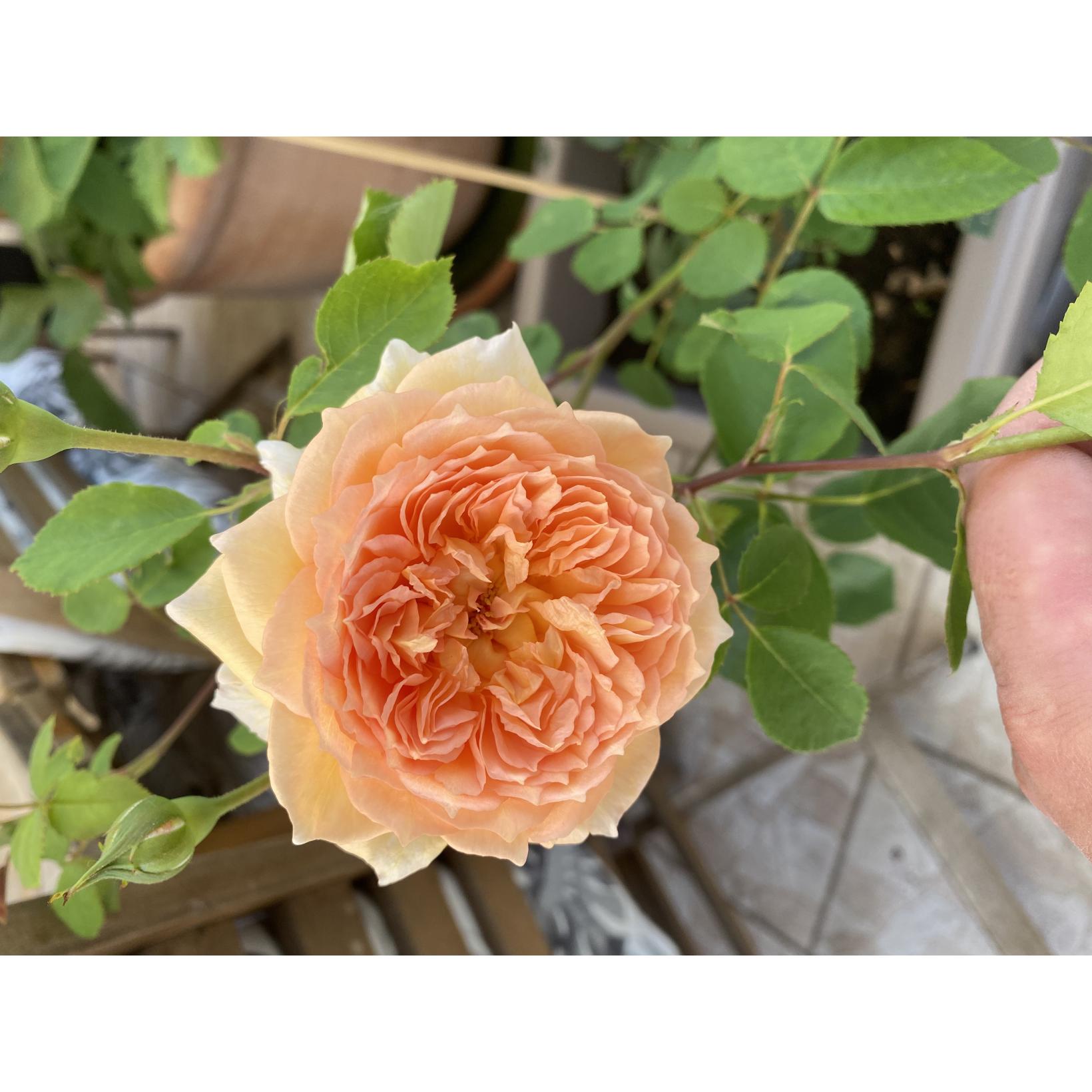 Rosier David Austin Bathsheba - Auschimbley - Nouveauté grimpante, aux ...