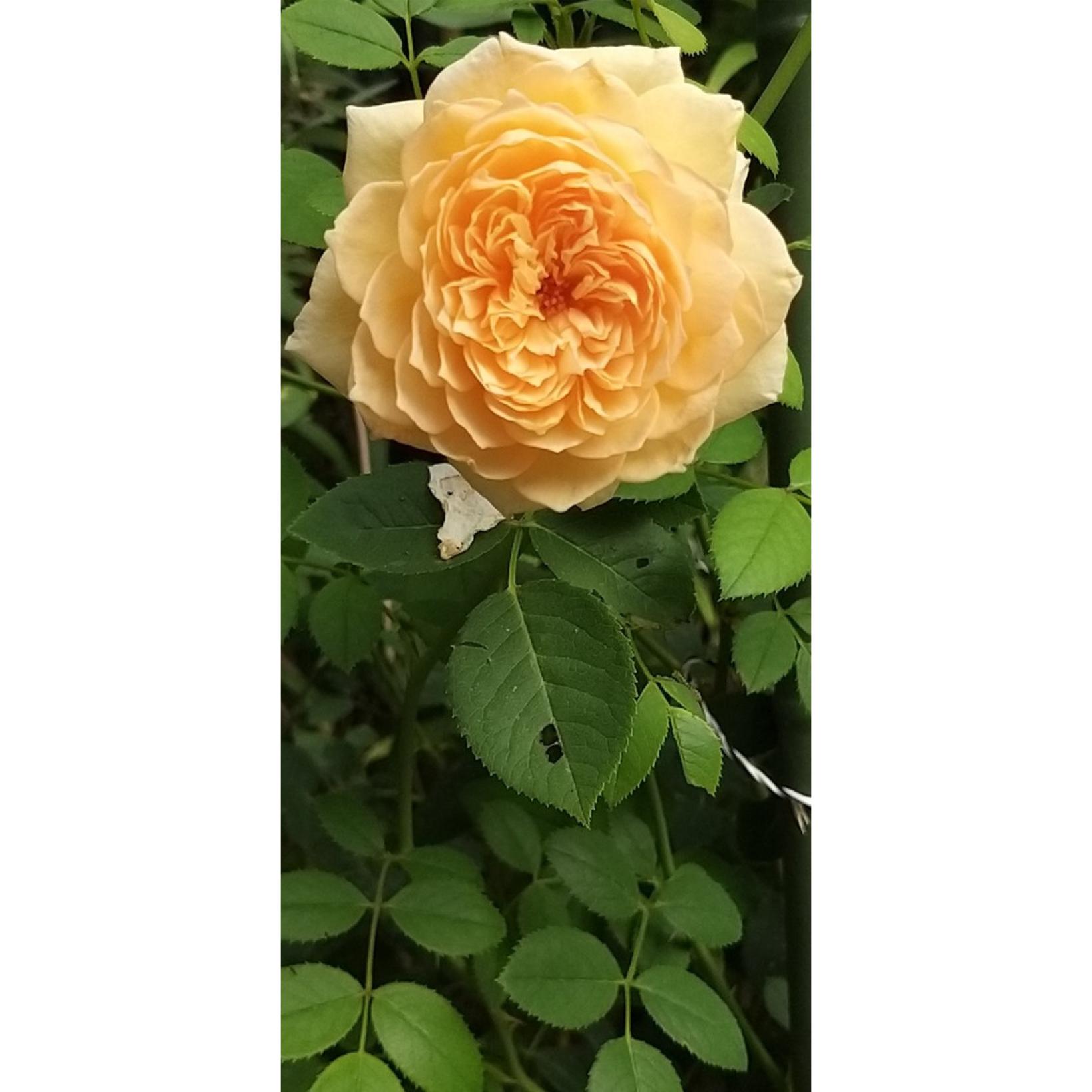 Rosier David Austin Bathsheba - Auschimbley - Nouveauté grimpante, aux ...