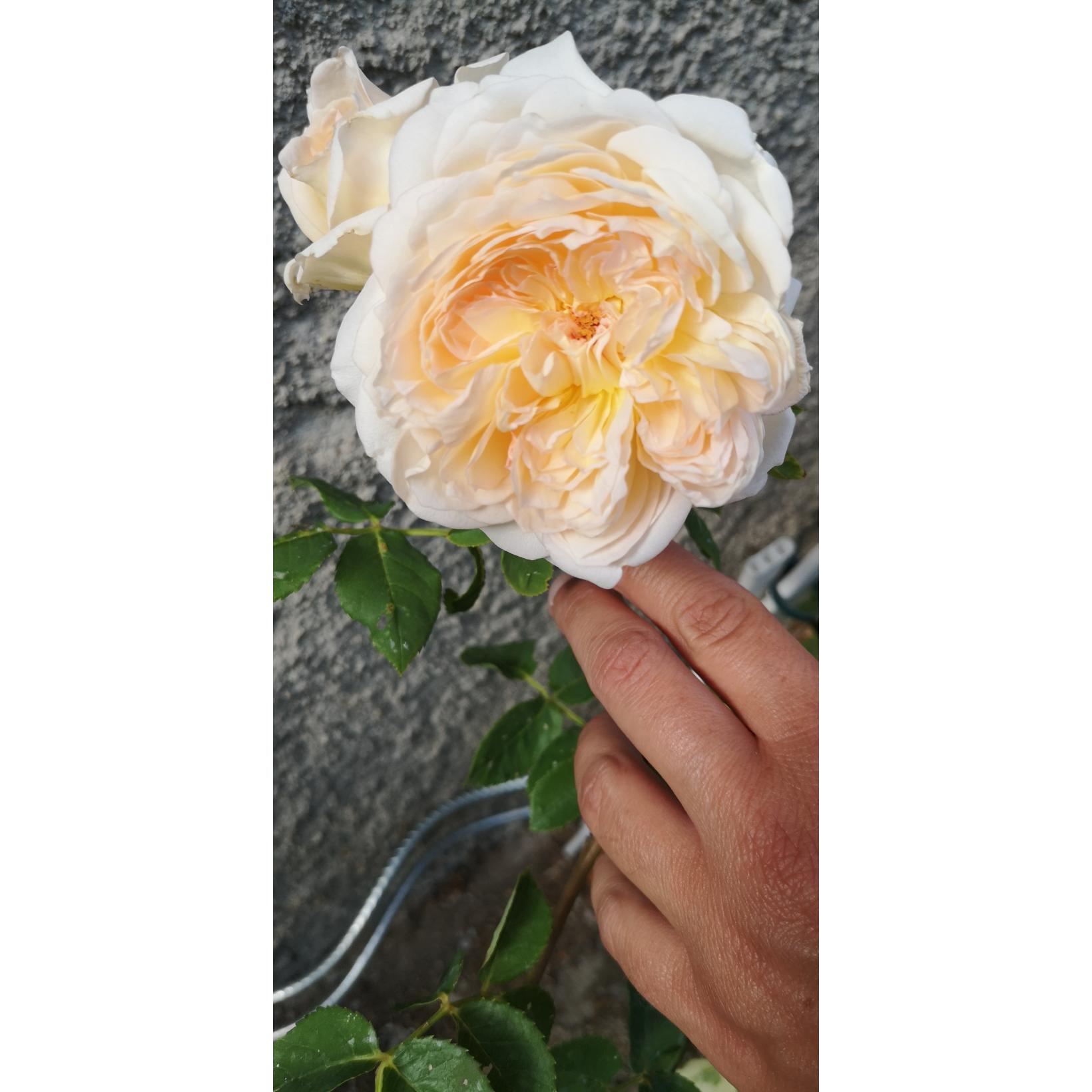 Rosier David Austin Bathsheba - Auschimbley - Nouveauté grimpante, aux ...