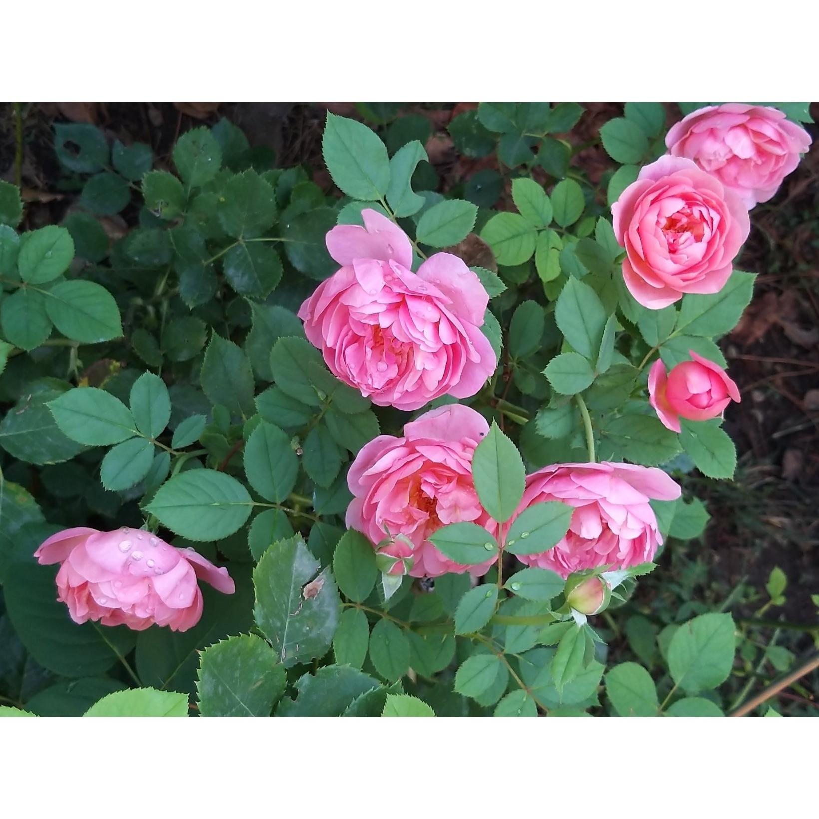 Rosa Boscobel® - Auscousin - Rose anglaise David Austin - Des fleurs ...