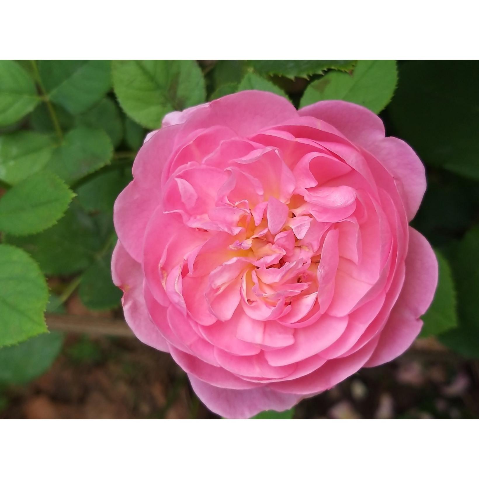 Rosa Boscobel® - Auscousin - Rose anglaise David Austin - Des fleurs ...