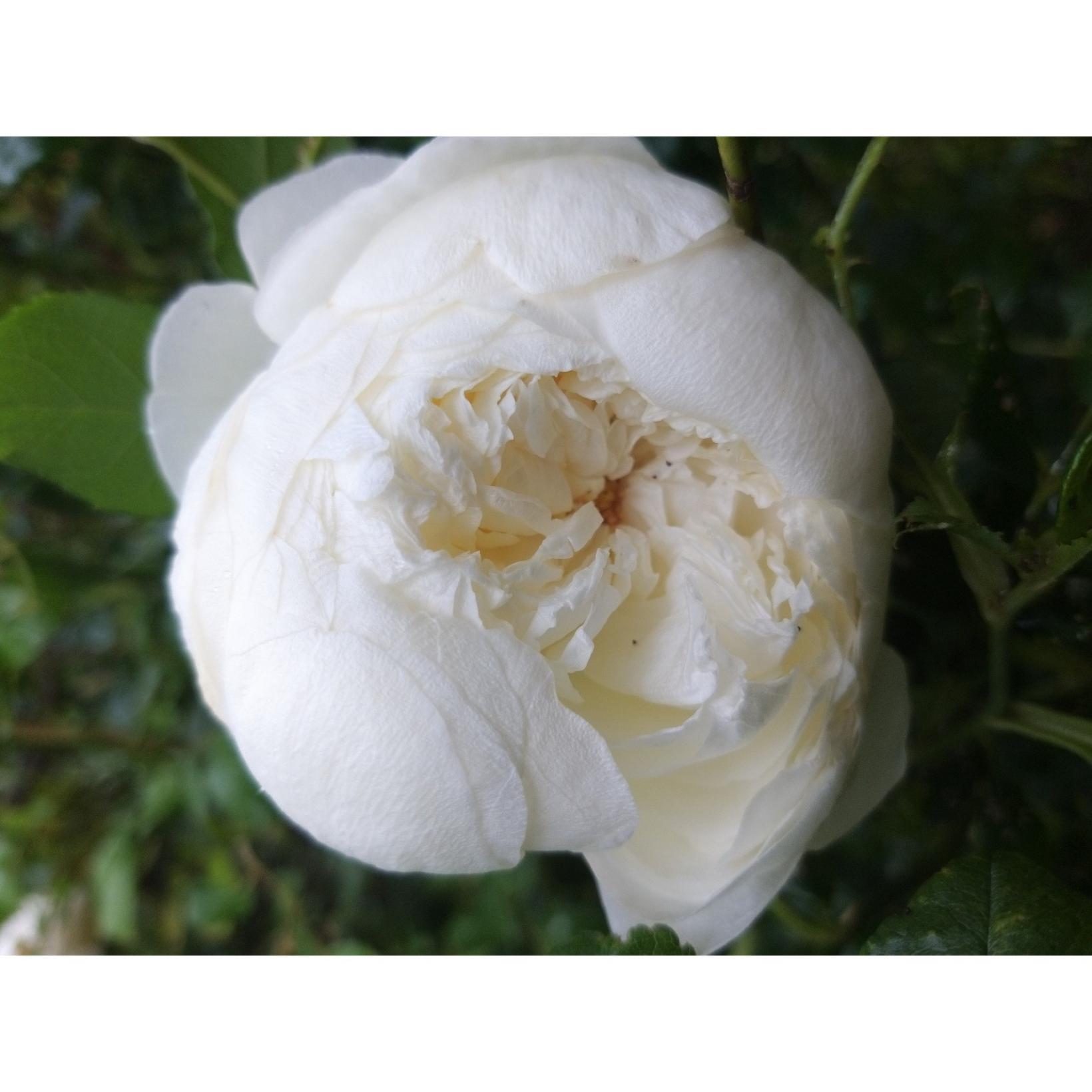 Rosa Claire Austin® - Ausprior - Rose anglaise David Austin - Fleurs ...