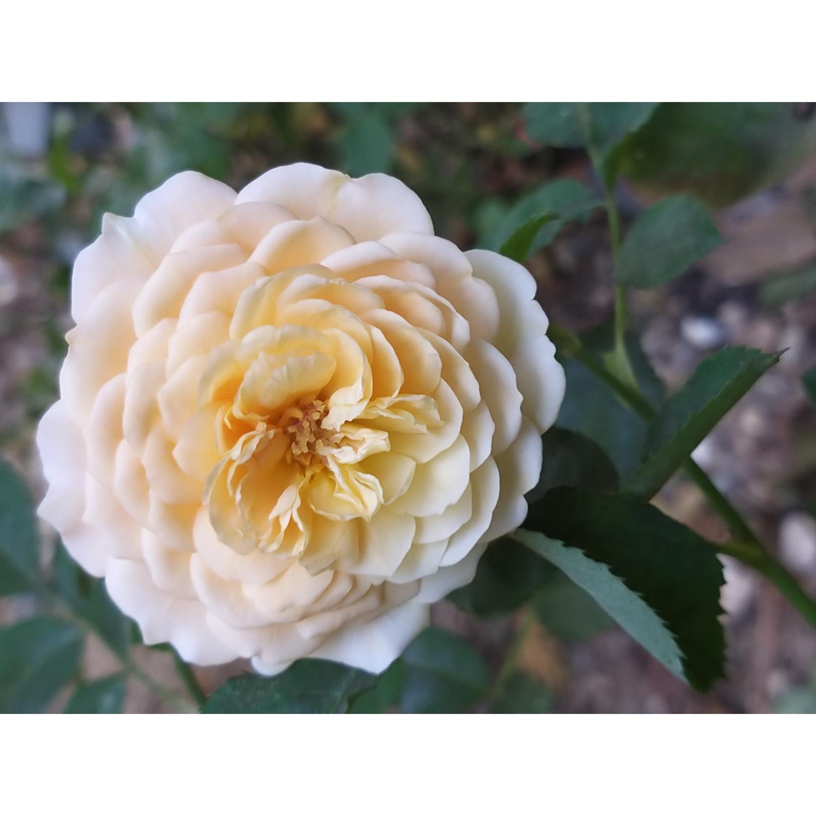 Rosa Crown Princess Margareta - Auswinter- Rose anglaise David Austin ...