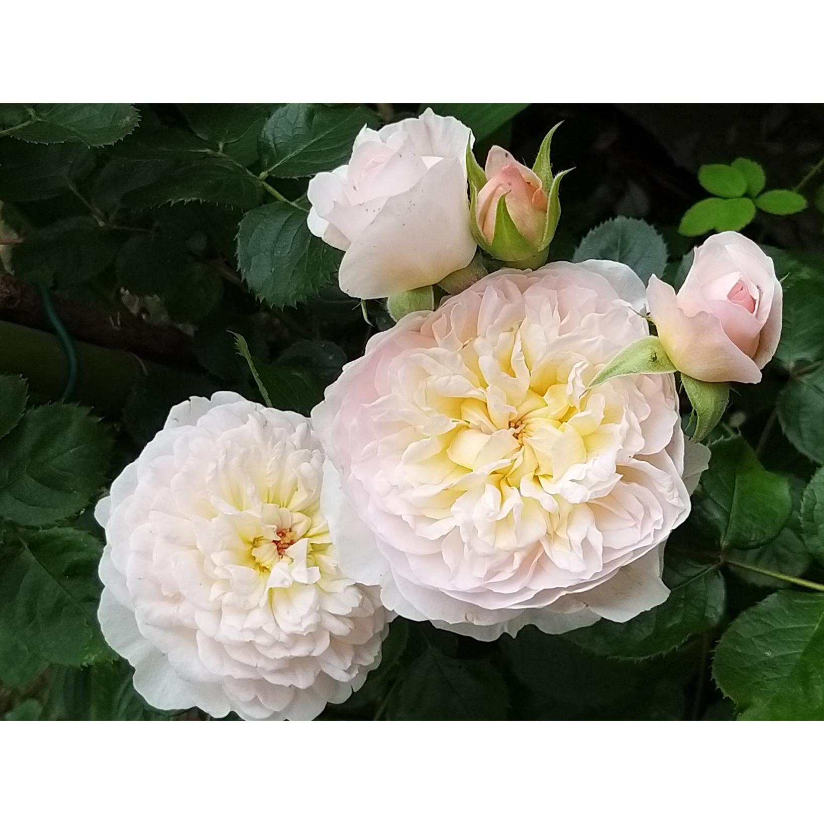 Rosa Emily Brontë - Ausearnshaw - Rose anglaise David Austin à fleurs ...