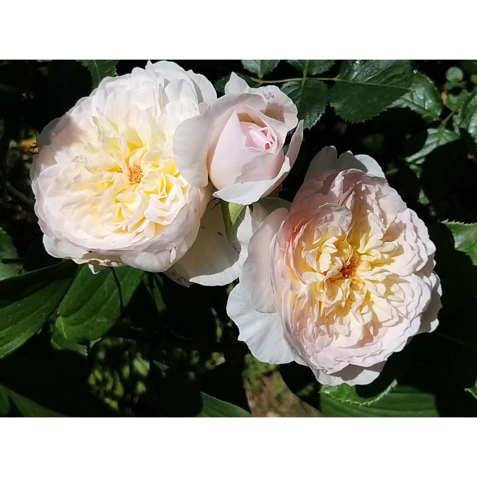 Rosa Emily Brontë - Ausearnshaw - Rose anglaise David Austin à fleurs ...