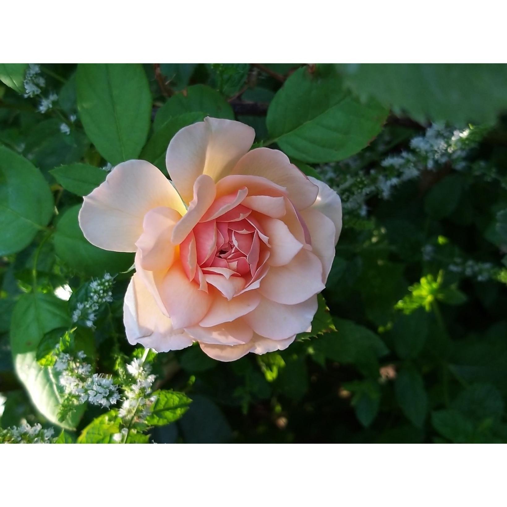 Rosa Grace® - Auskeppy - Rose anglaise David Austin - Des fleurs ...
