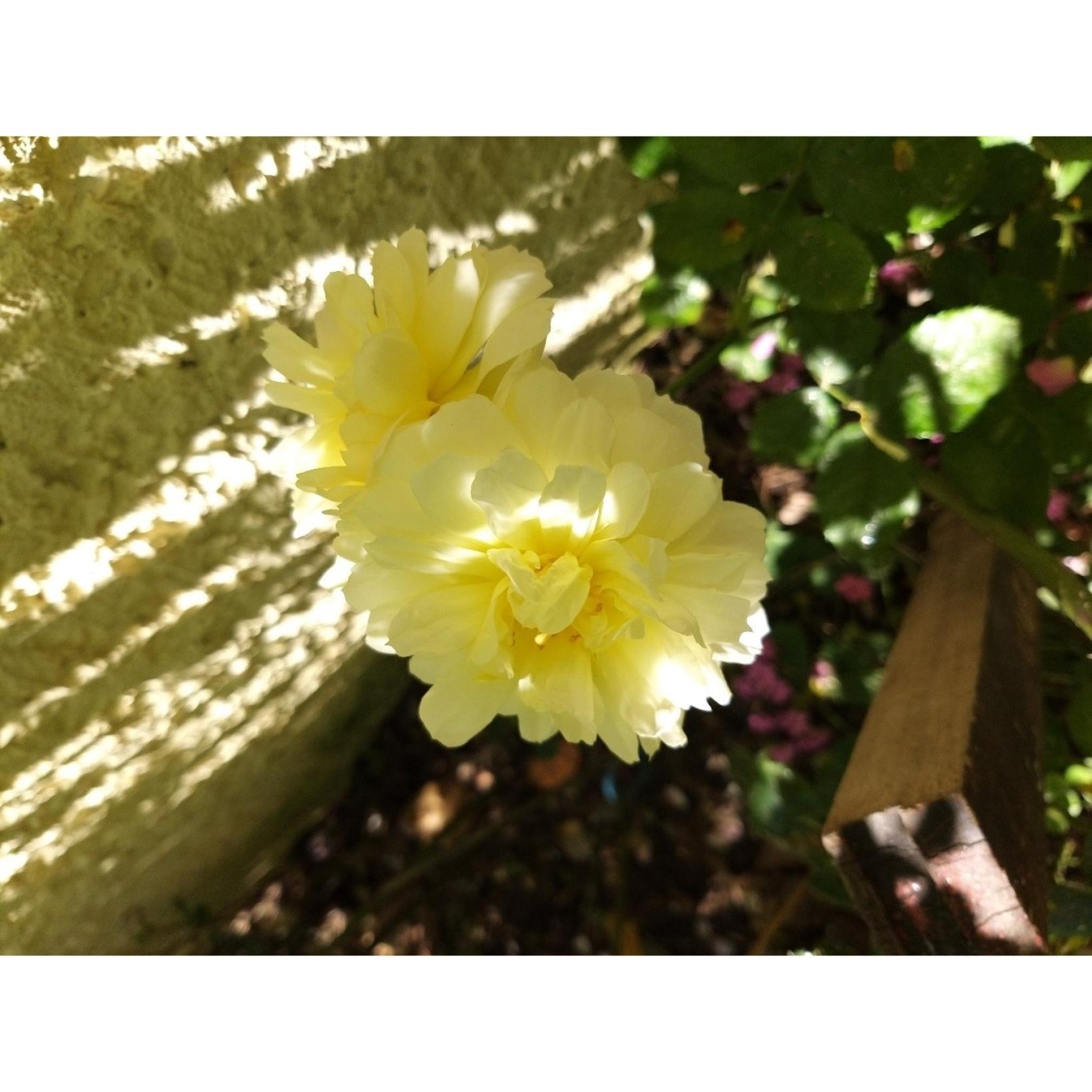 Rosa David Austin Imogen® - Austritch - Rose anglaise David Austin ...