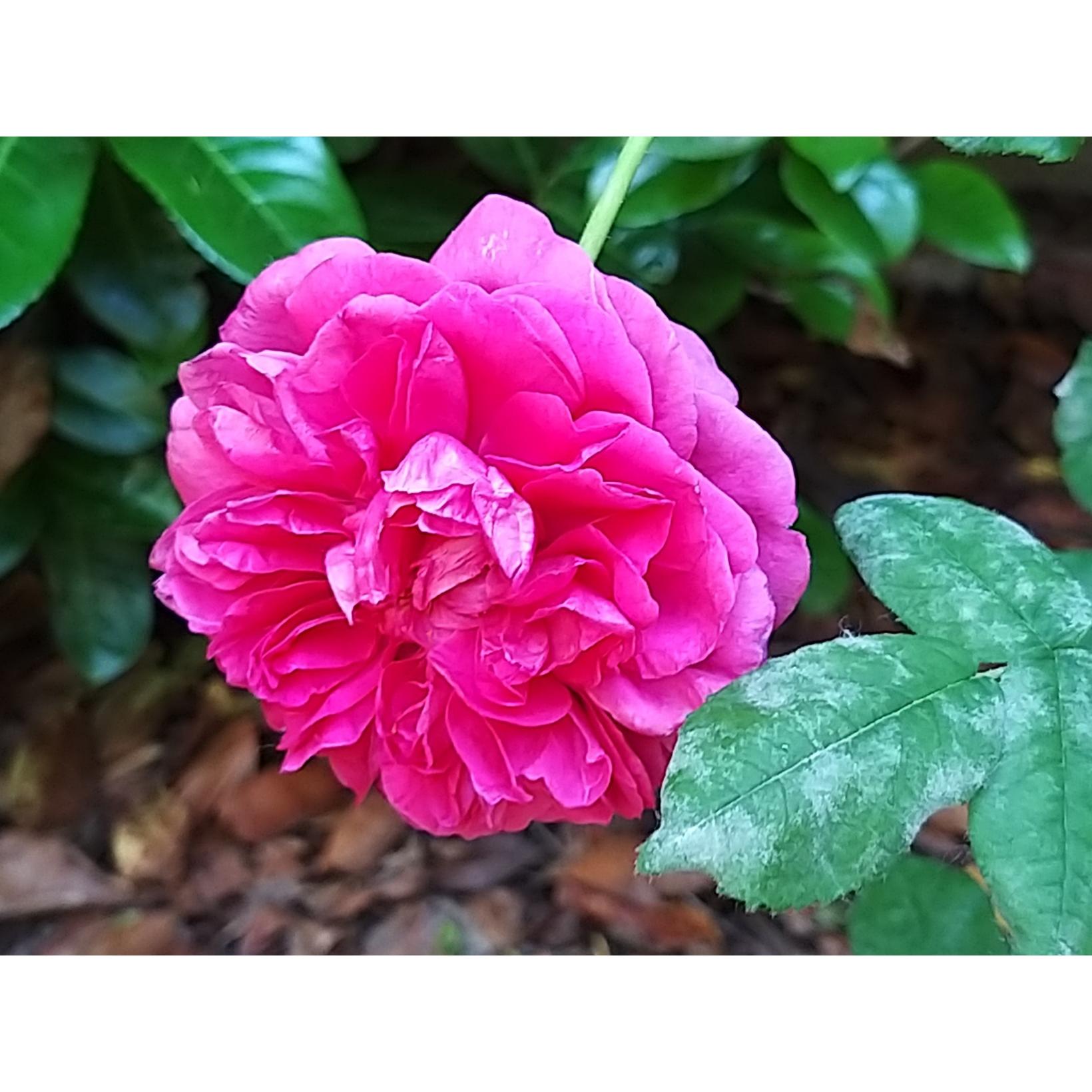 Rosa James L Austin Auspike - Rose anglaise David Austin à fleurs rose ...