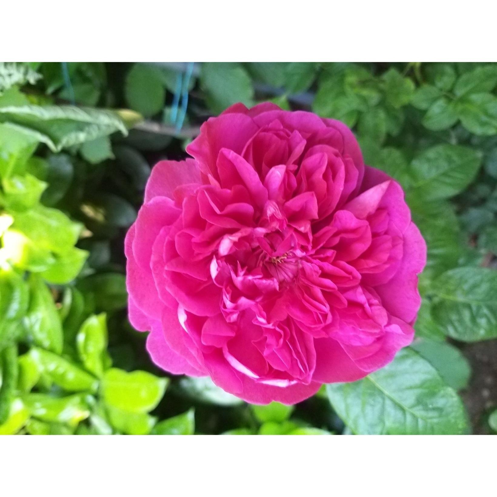 Rosa James L Austin Auspike - Rose anglaise David Austin à fleurs rose ...