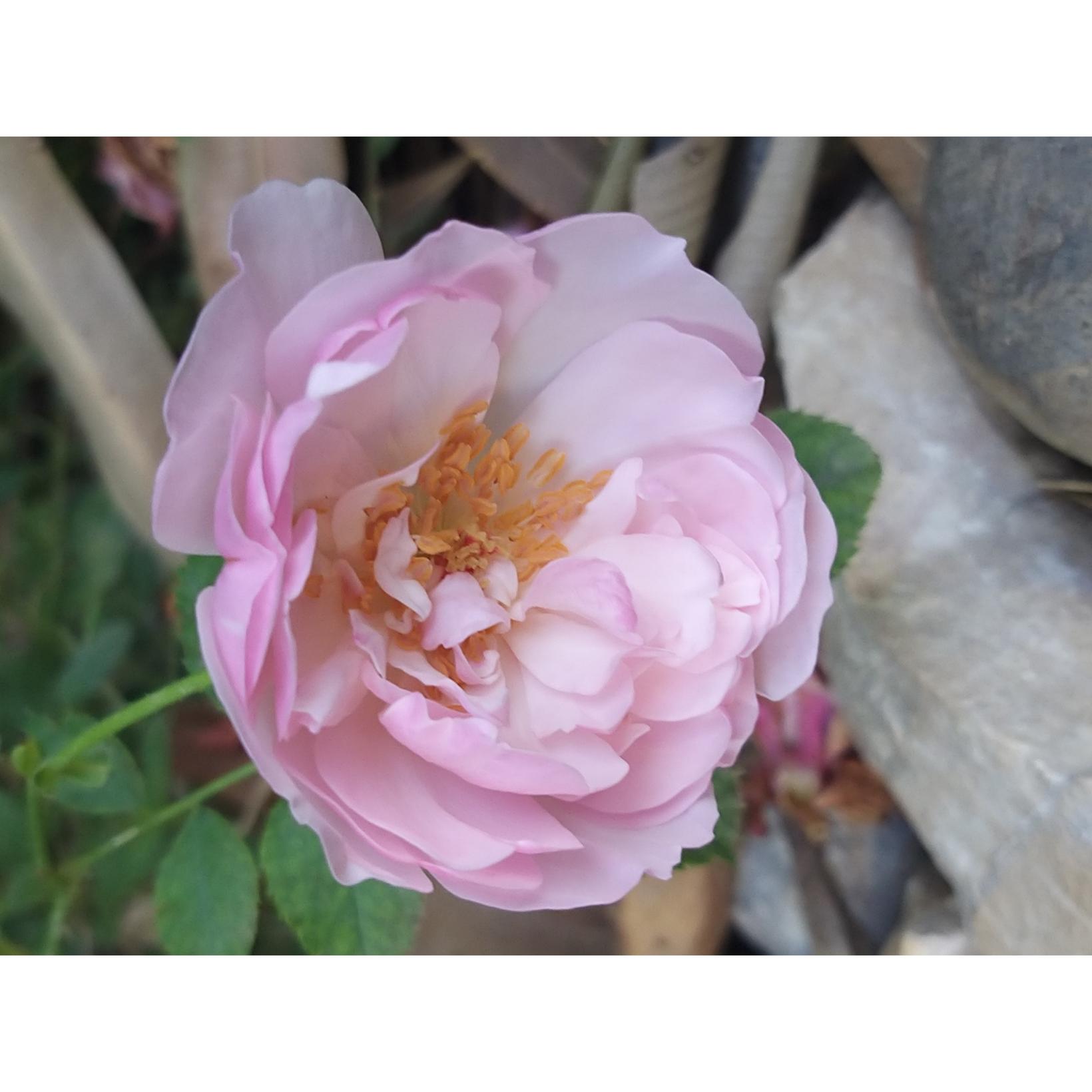 Rosa Lady Salisburry® - Auscezed - Rose anglaise David Austin - Des ...