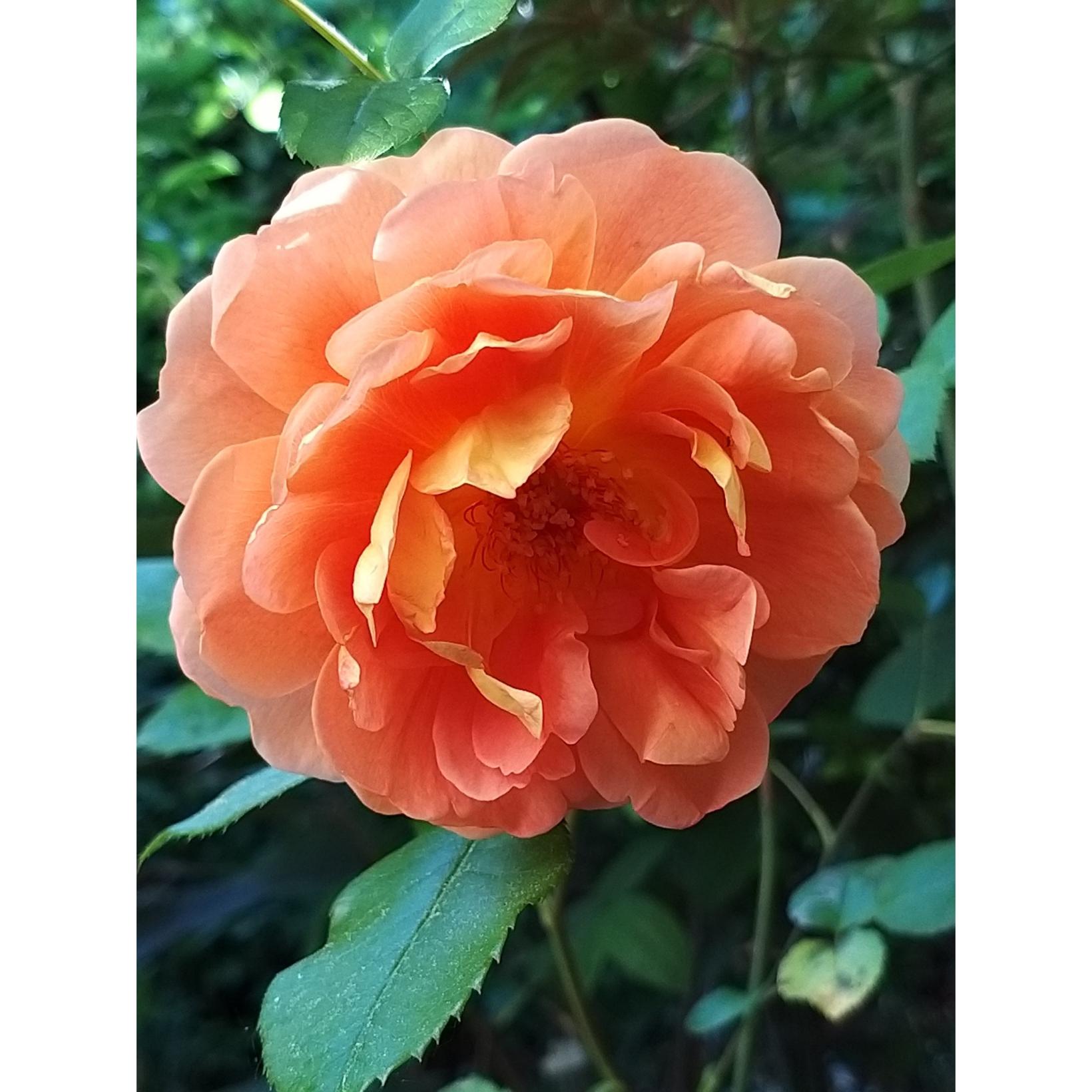 Rosa Pat Austin Ausmum - Rose anglaise David Austin aux fleurs doubles ...