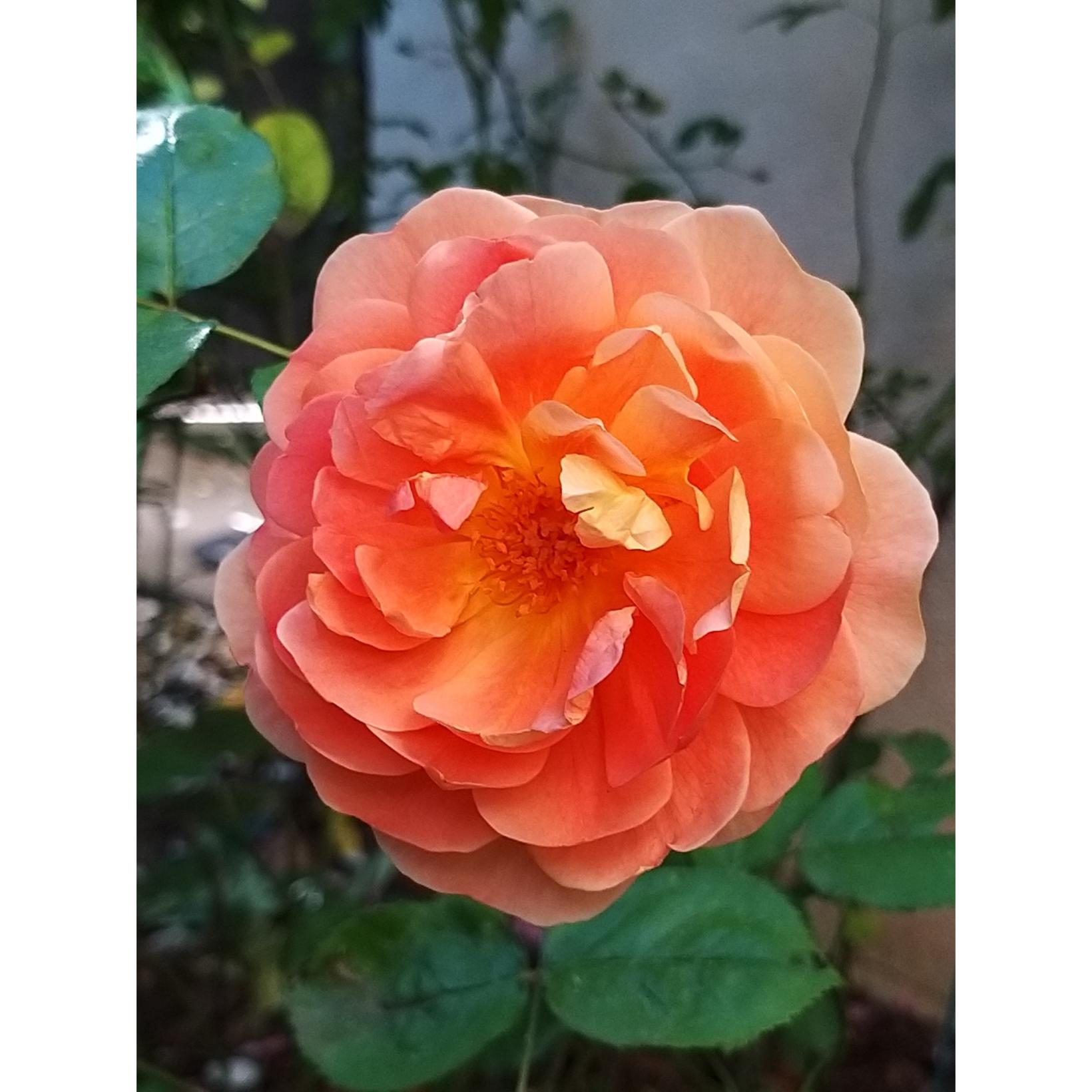Rosa Pat Austin Ausmum - Rose anglaise David Austin aux fleurs doubles ...