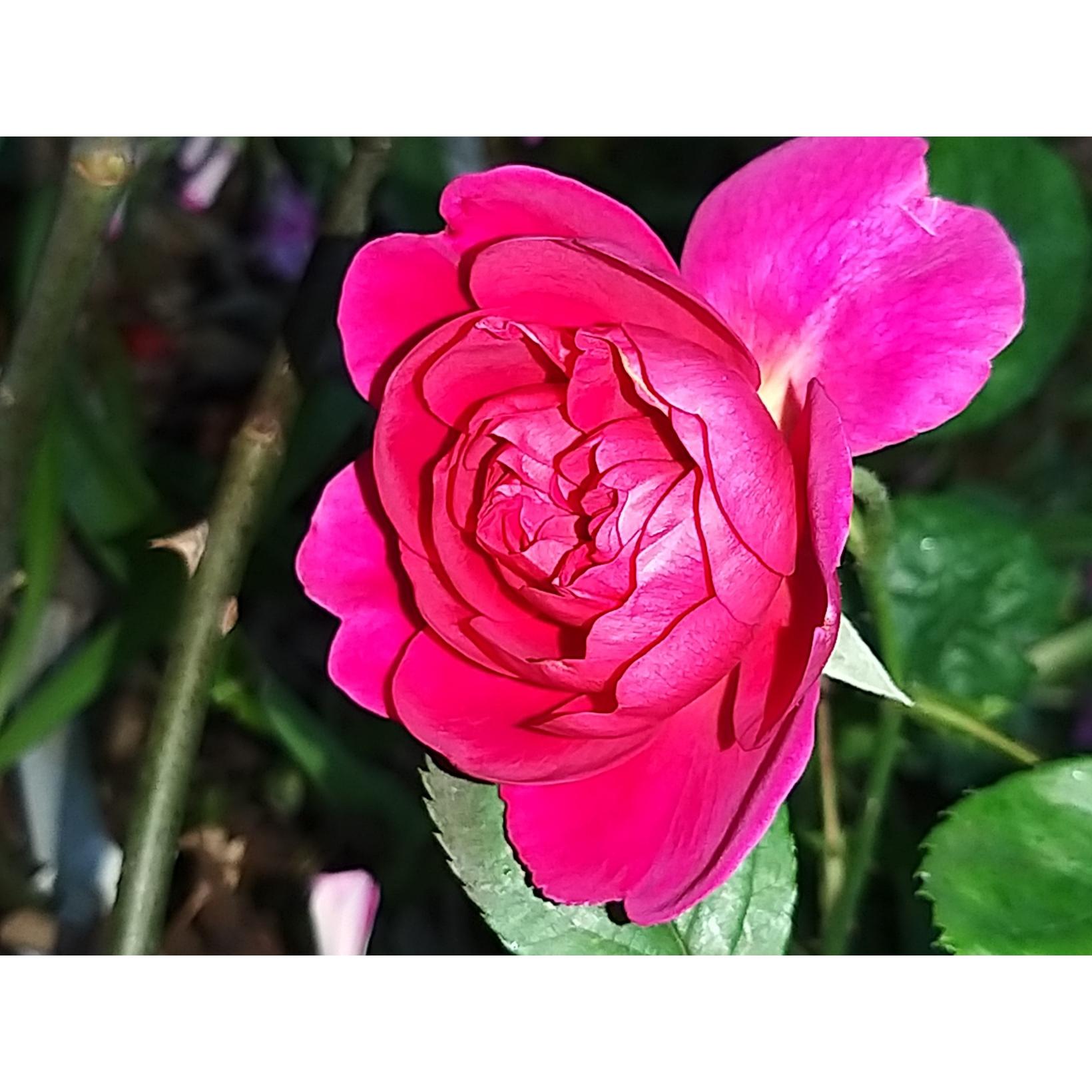 Rosa Princess Anne® - Auskitchen - Rose anglaise David Austin - Des ...