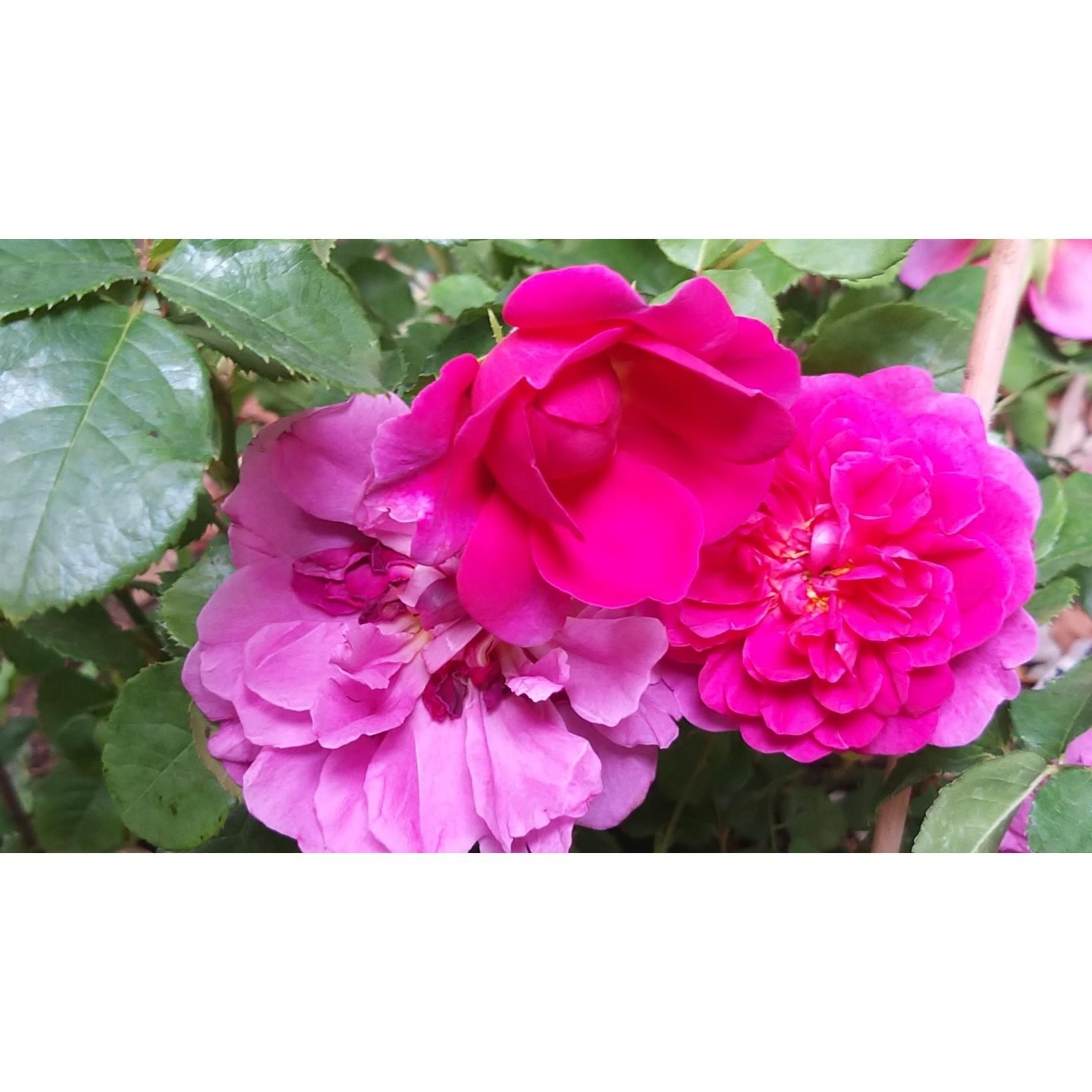 Rosa Princess Anne® - Auskitchen - Rose anglaise David Austin - Des ...