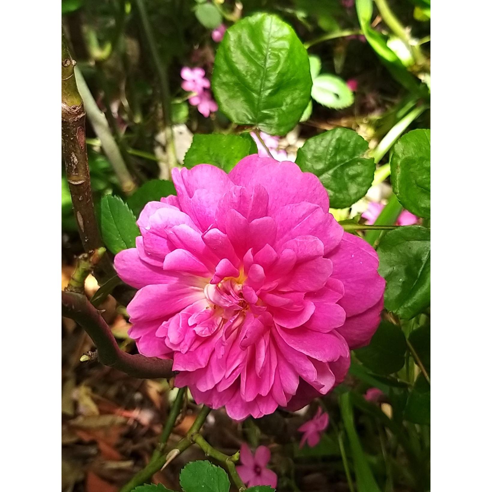 Rosa Princess Anne® - Auskitchen - Rose anglaise David Austin - Des ...