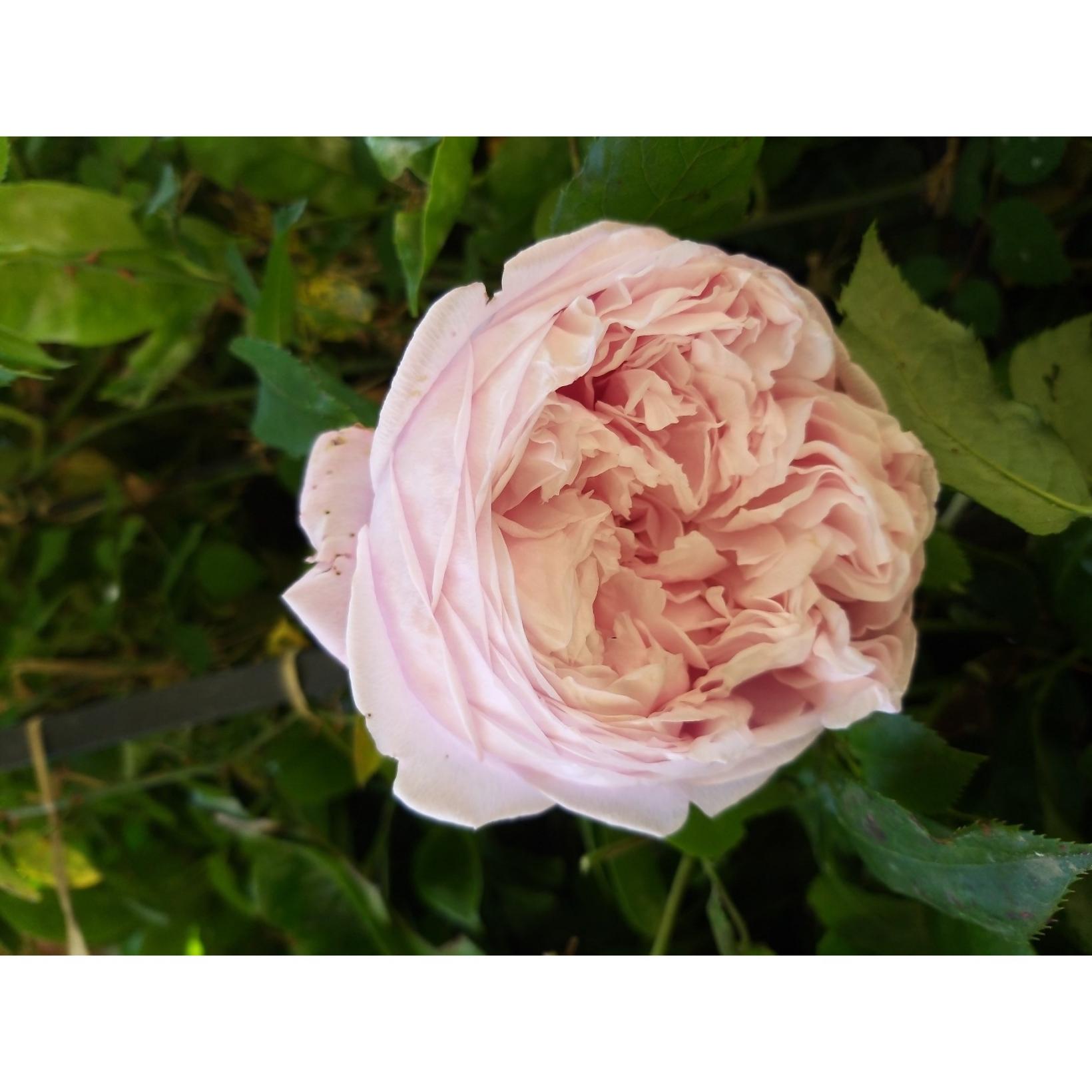 Rosa Spirit of Freedom® - Ausbite - Rose anglaise David Austin