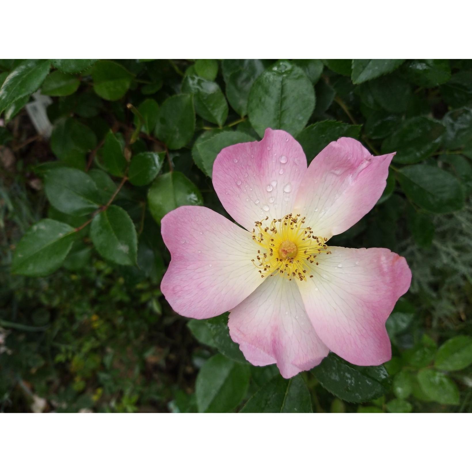 Rosa The Alexandra rose® - Ausday - Rose anglaise David Austin - Fleurs ...