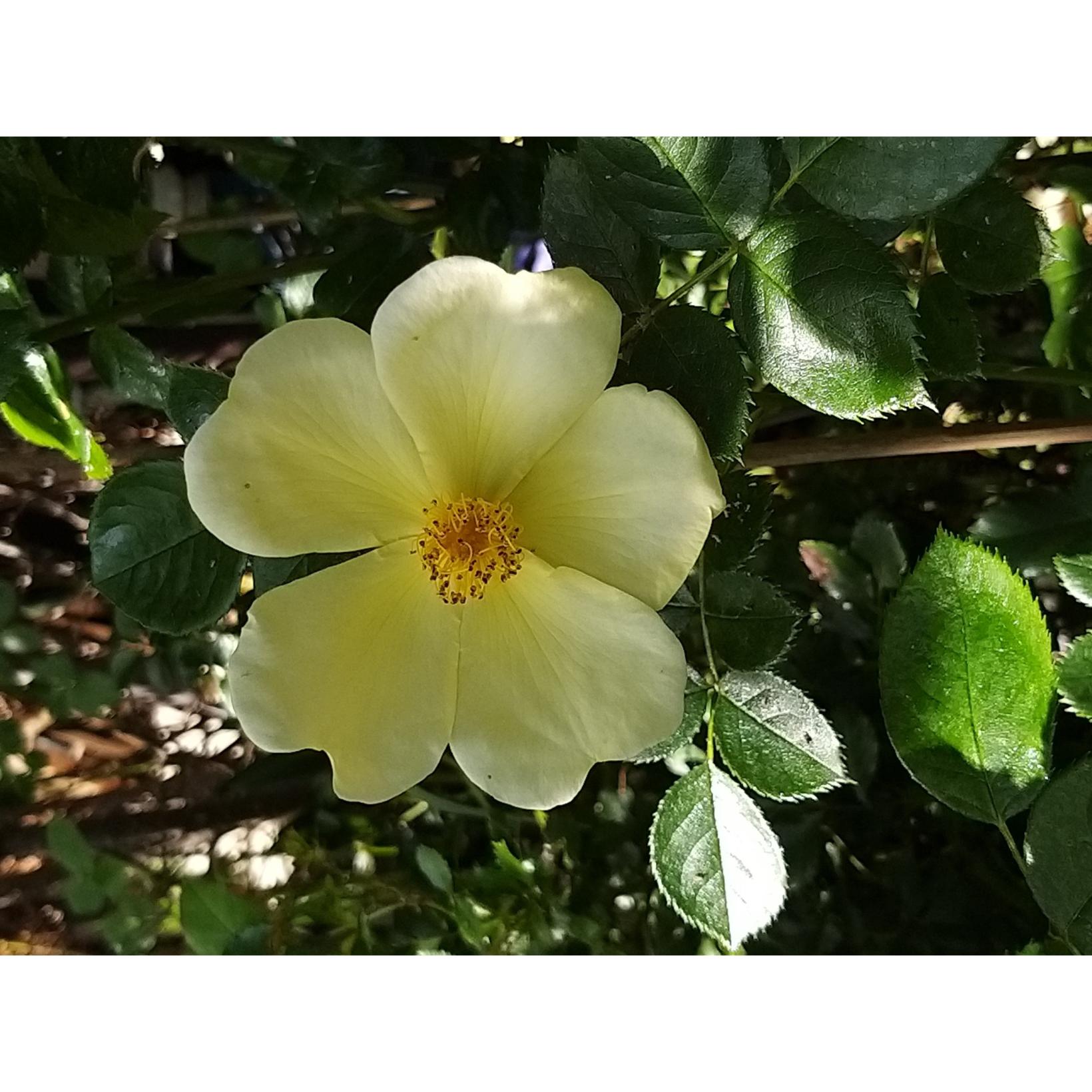 Rosa Tottering-by-Gently - Auscartoon - Rose anglaise David Austin à ...