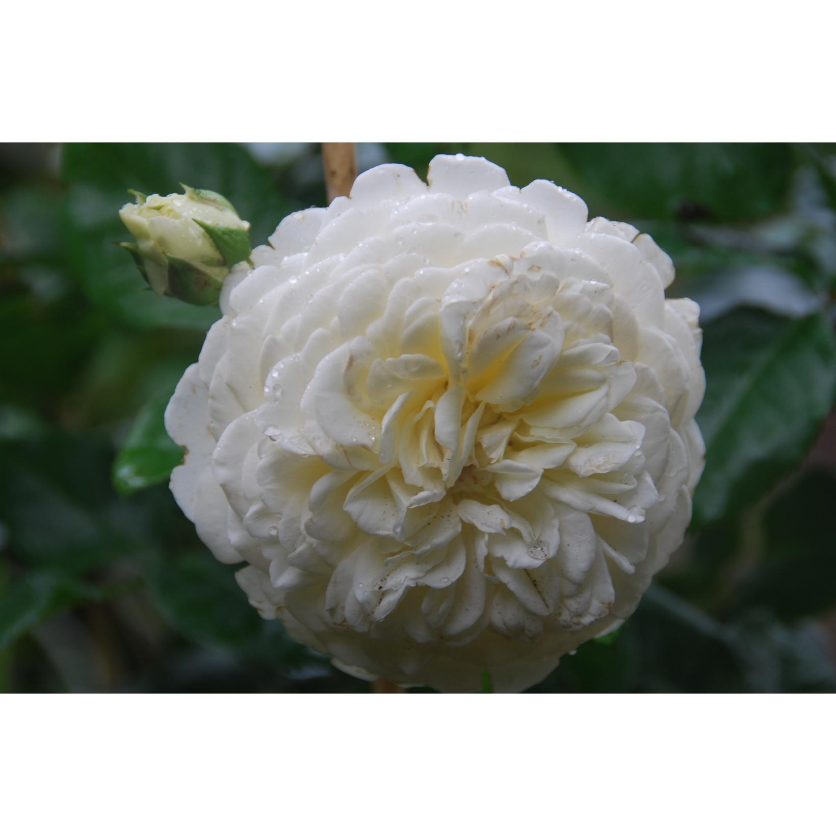 Rosa Tranquility® - Ausnoble - Rose anglaise David Austin - Des fleurs ...