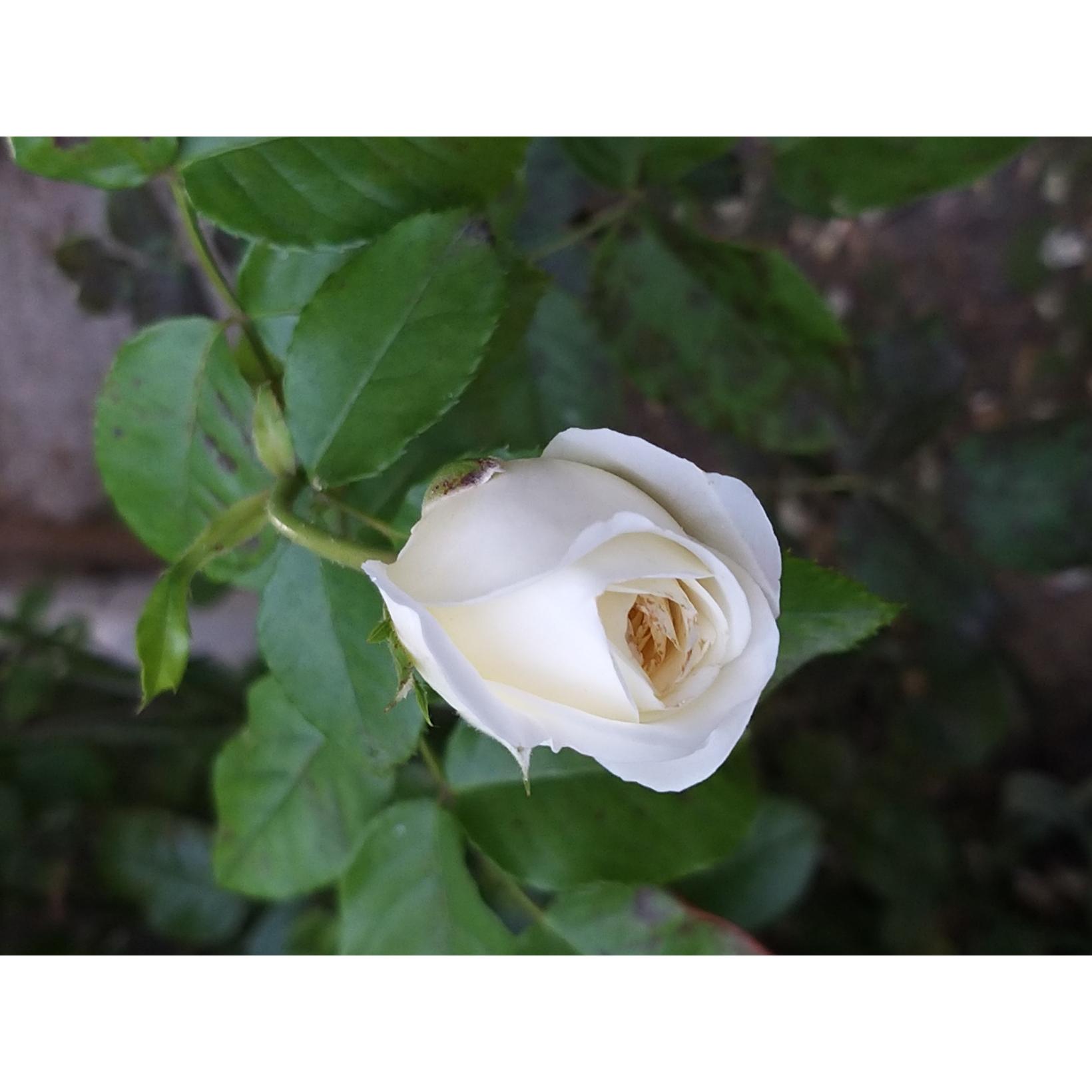Rosa Tranquility® - Ausnoble - Rose anglaise David Austin - Des fleurs ...