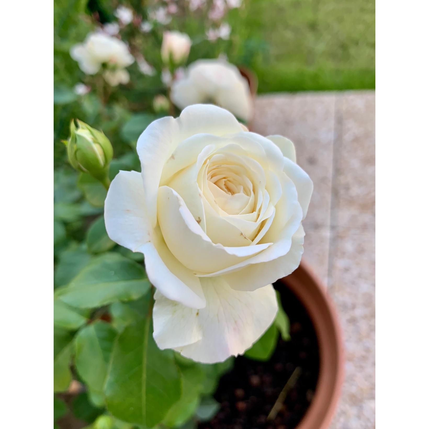 Rosa Tranquility® - Ausnoble - Rose anglaise David Austin - Des fleurs ...