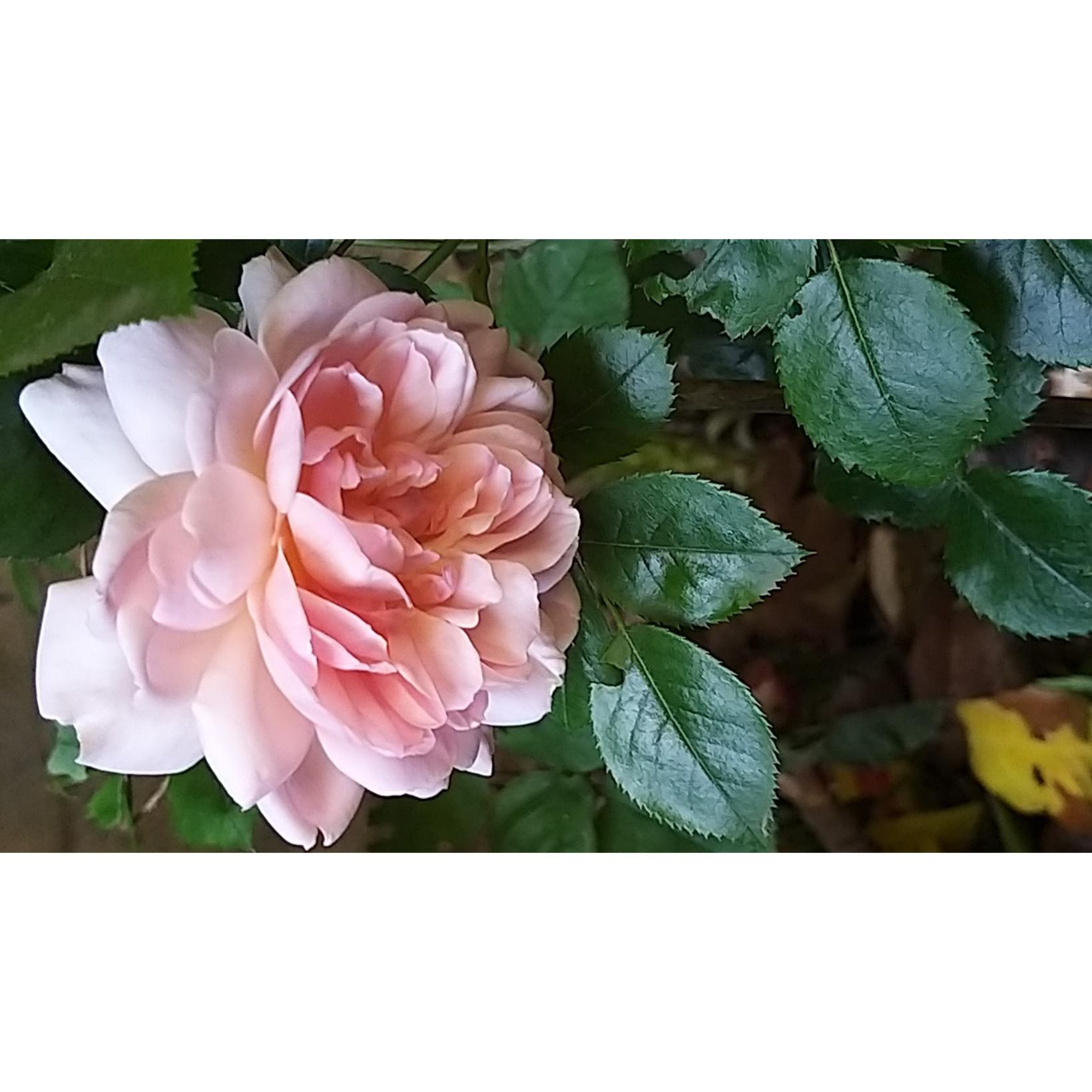 Rosa Wildeve® - Ausbonny - Rose anglaise David Austin - Des fleurs rose ...