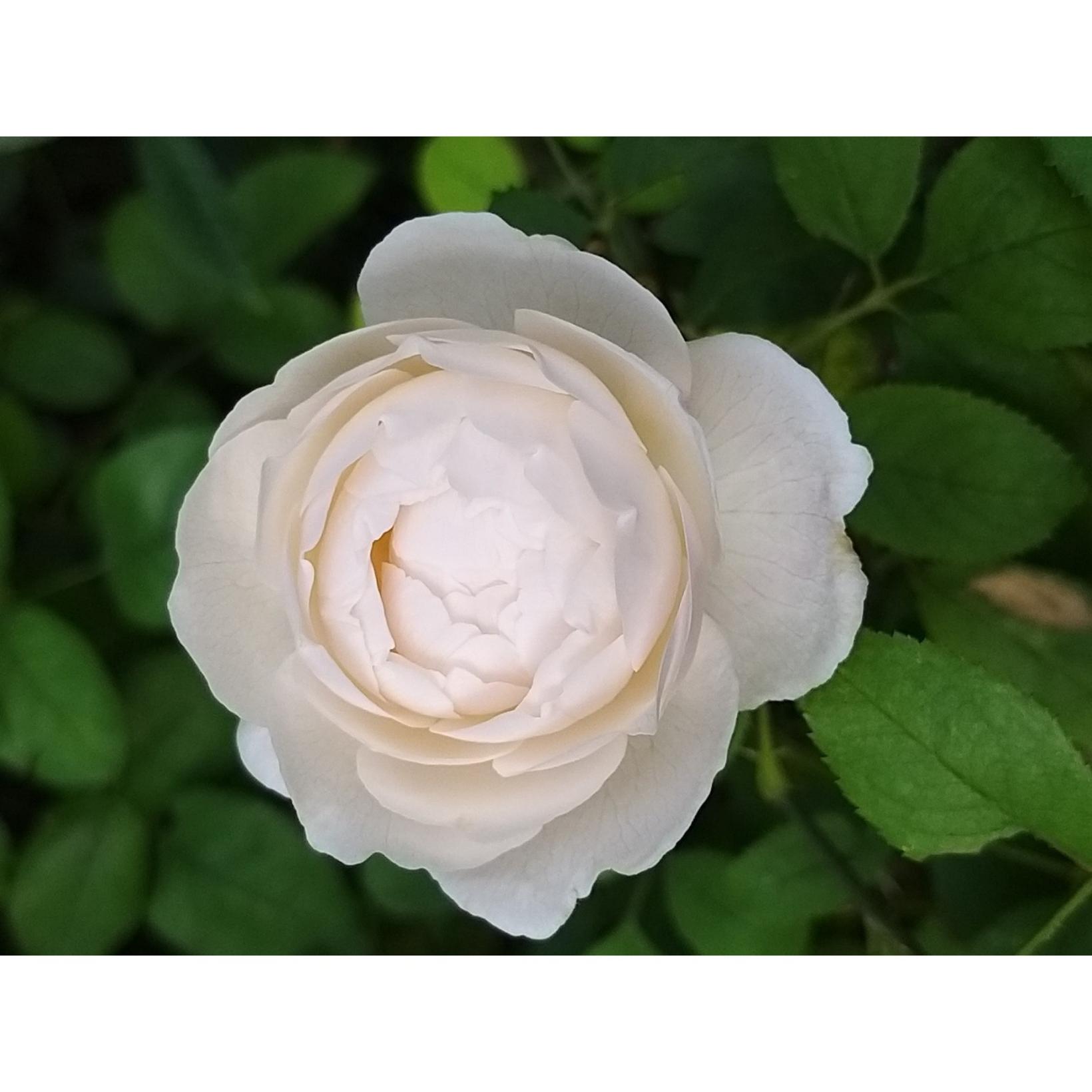 Rosa Winchester Cathedral Auscat - Rose anglaise David Austin aux ...
