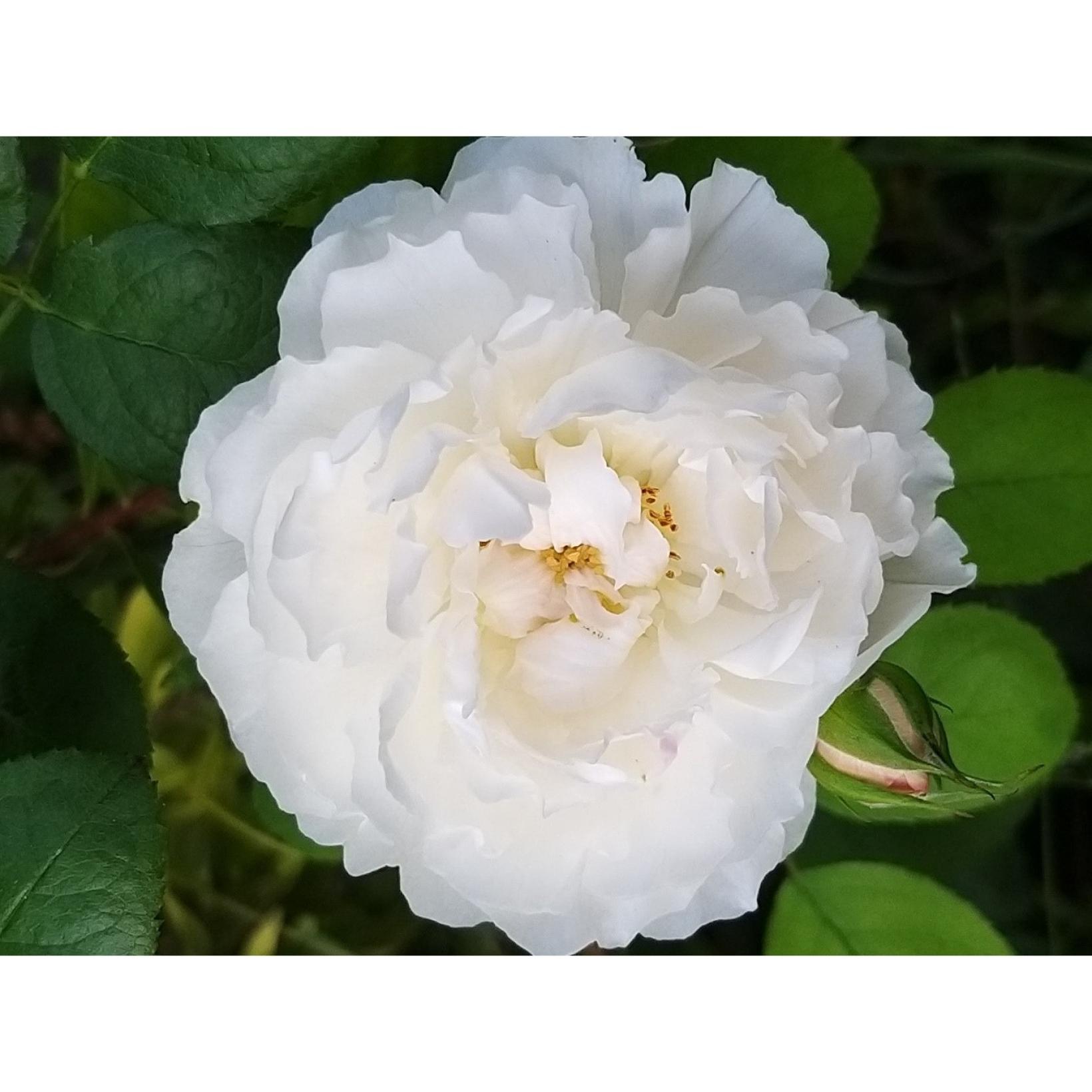 Rosa Winchester Cathedral Auscat - Rose anglaise David Austin aux ...