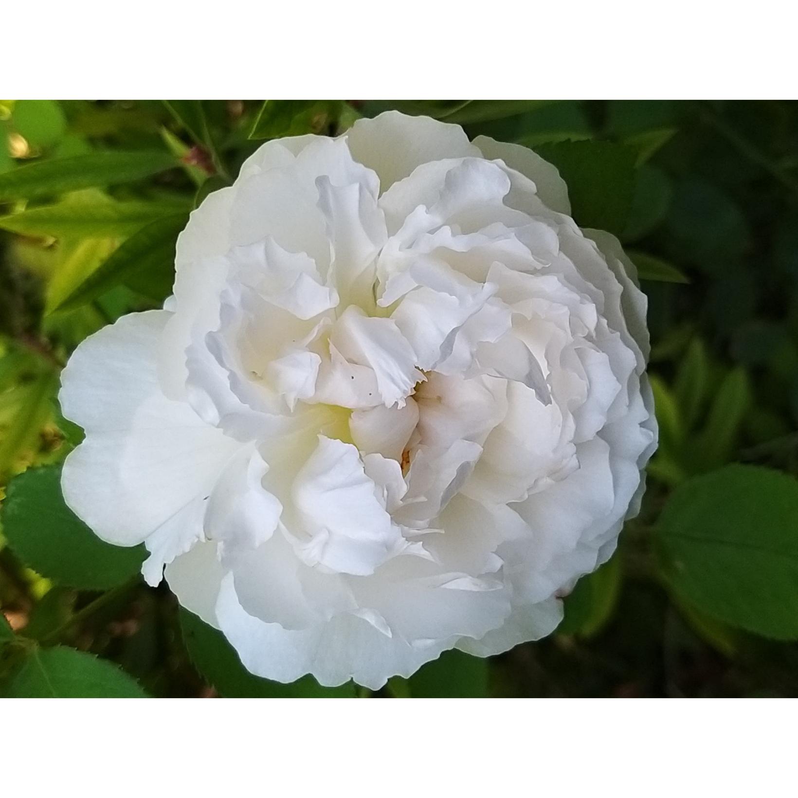 Rosa Winchester Cathedral Auscat - Rose anglaise David Austin aux ...