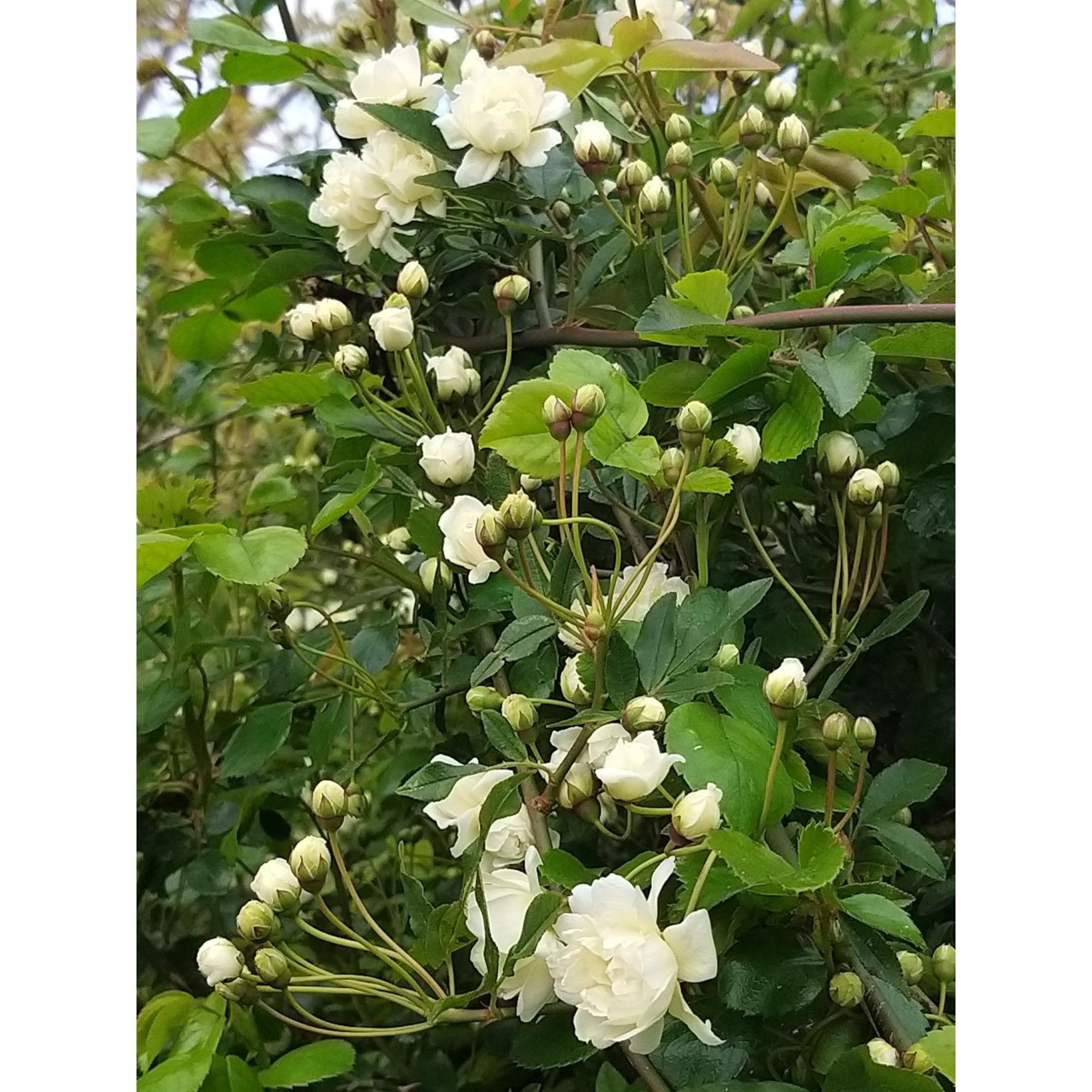 Rosa banksiae Alba Plena - Rosier de Banks - Liane vigoureuse blanche