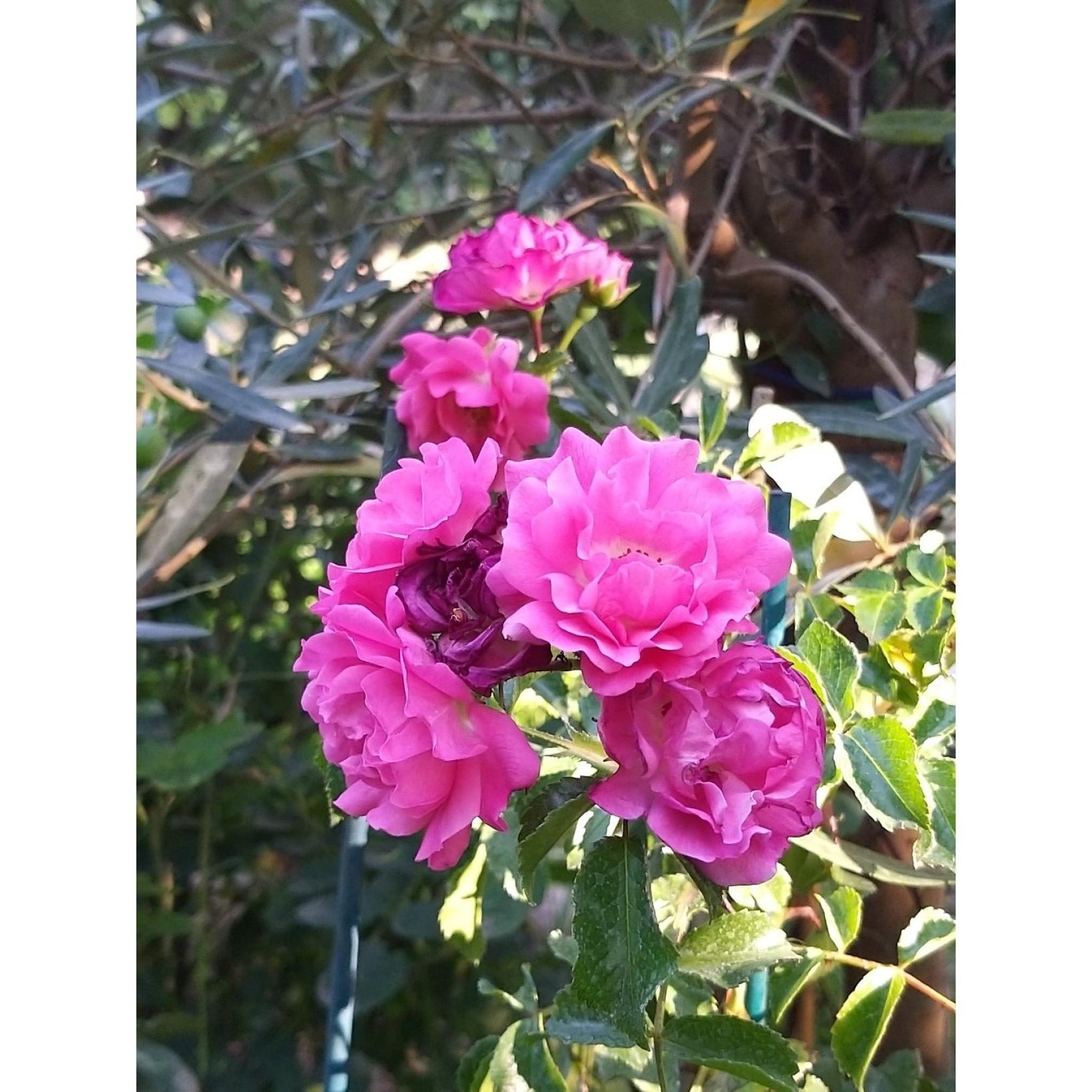 Rosier Decorosier EMERA