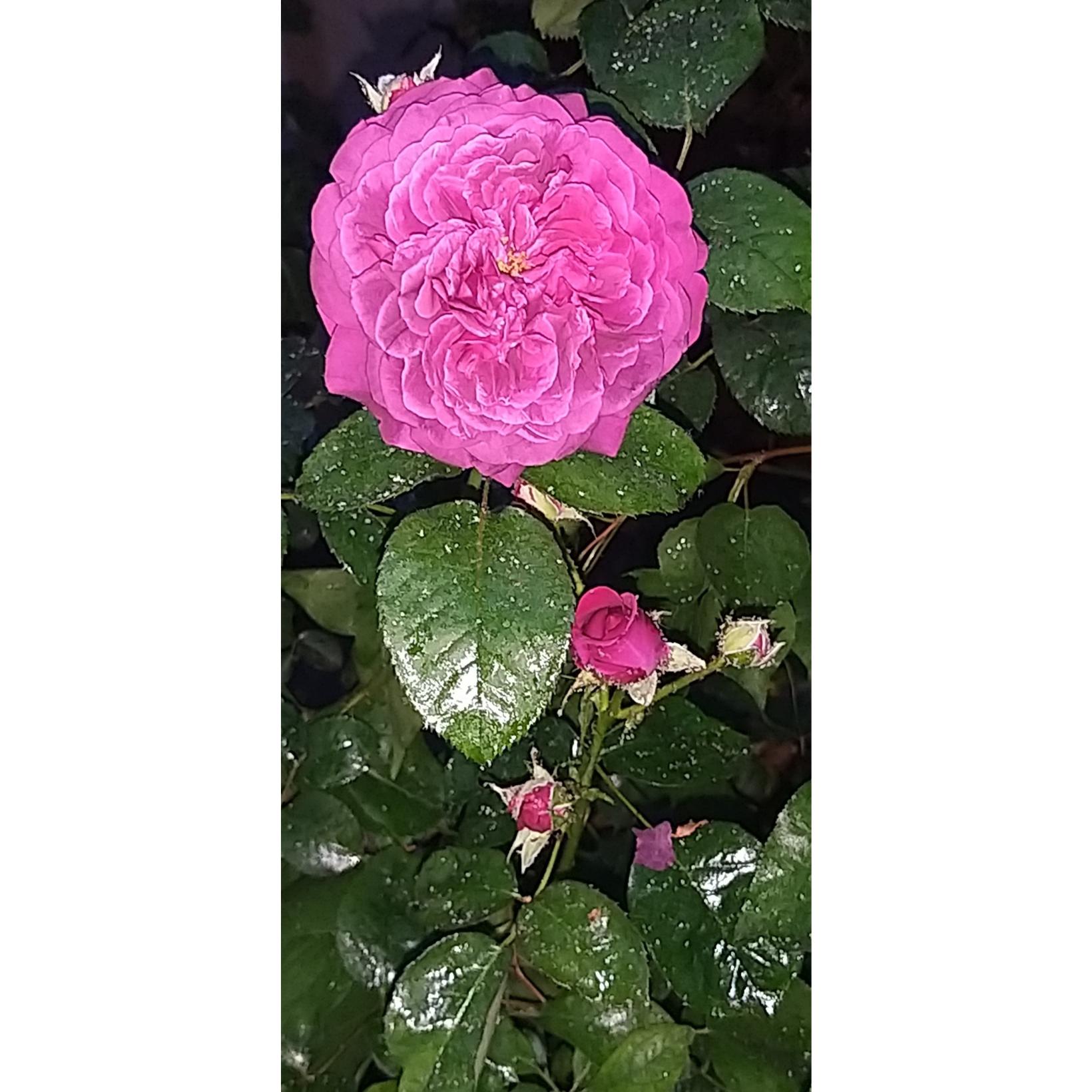 Rosier Decorosier Purple Voluptia - arbuste paysager aux fleurs doubles ...