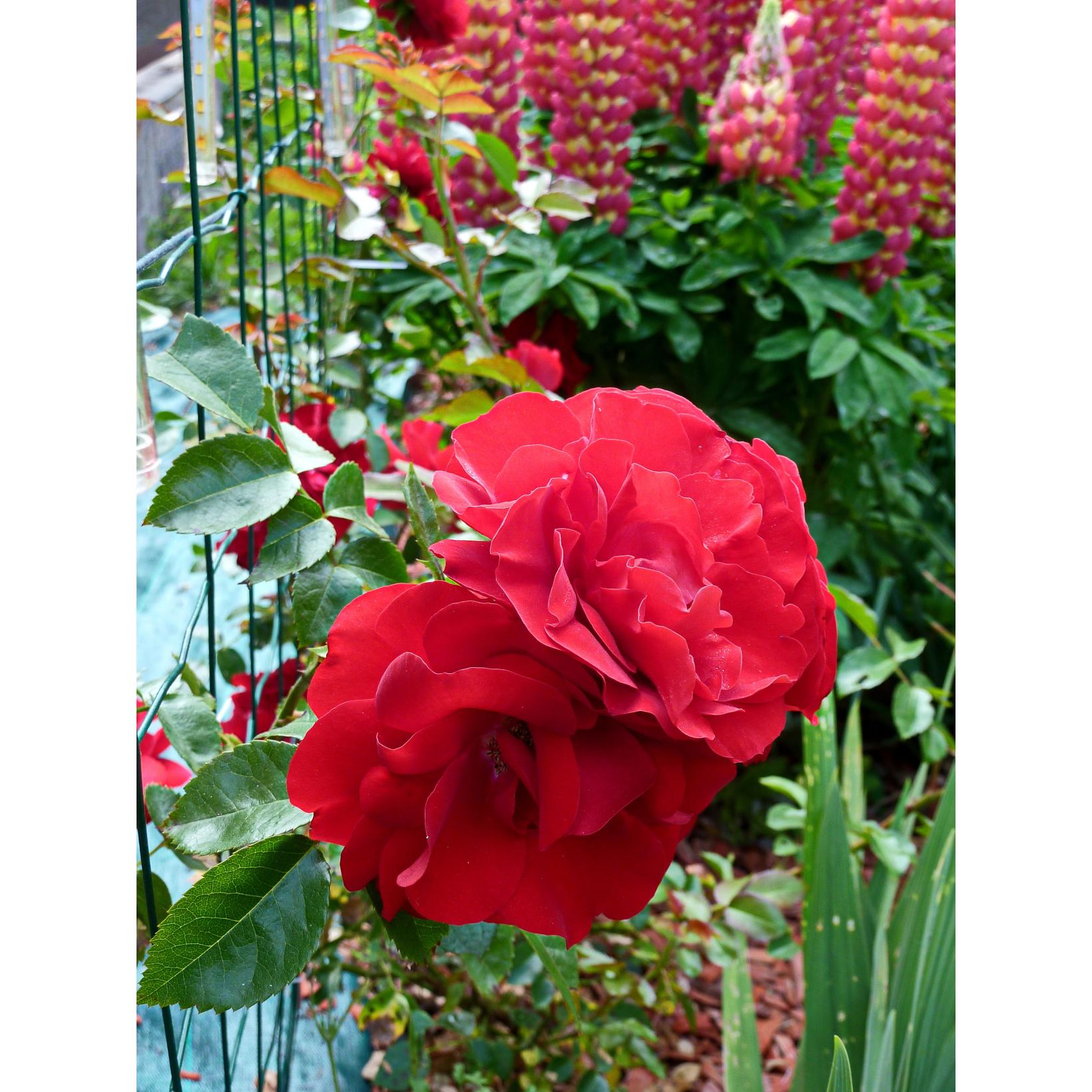 Rosier grimpant Amadeus - Variété vigoureuse, saine, un des rares ...