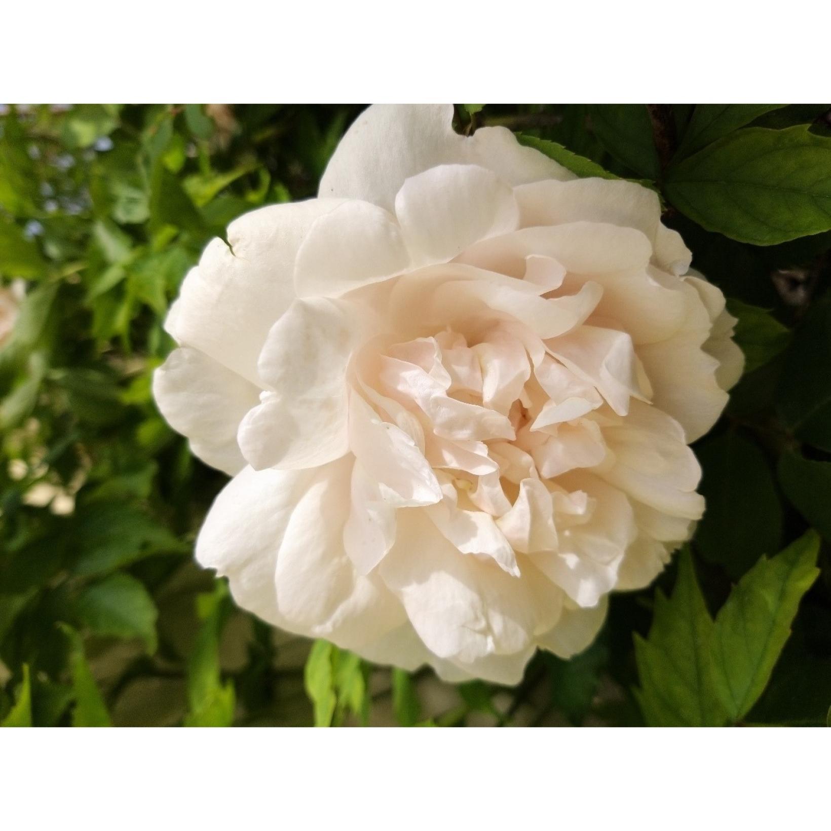 Rosa Madame Alfred Carrière - Rosier grimpant ancien, parfumé ...