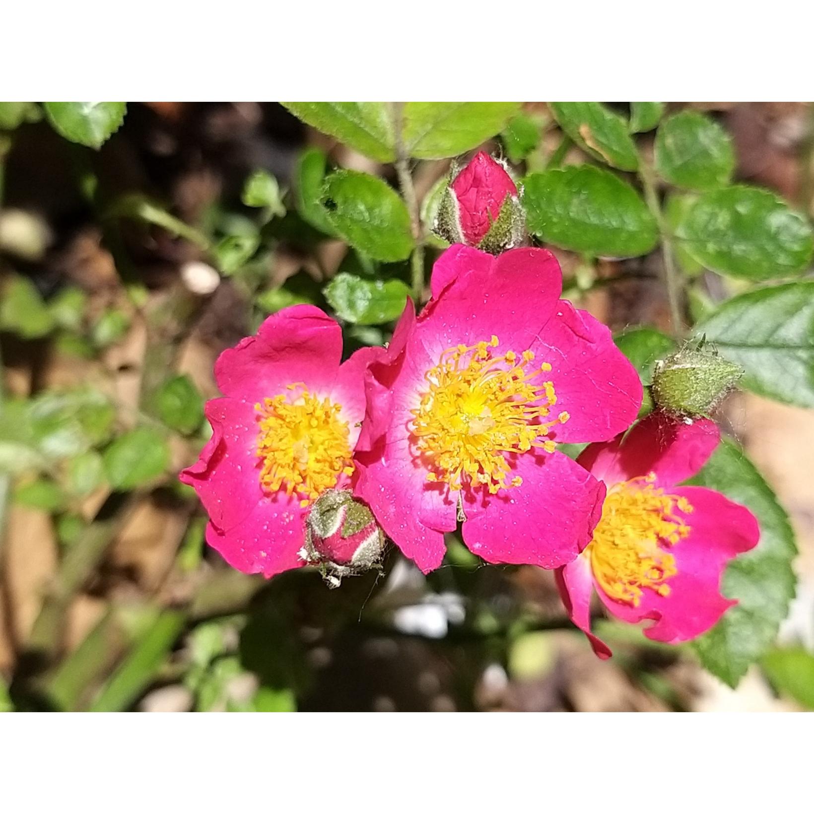 Rosier Maria Lisa - Rosier liane sans épines, aux bouquets de fleurs ...