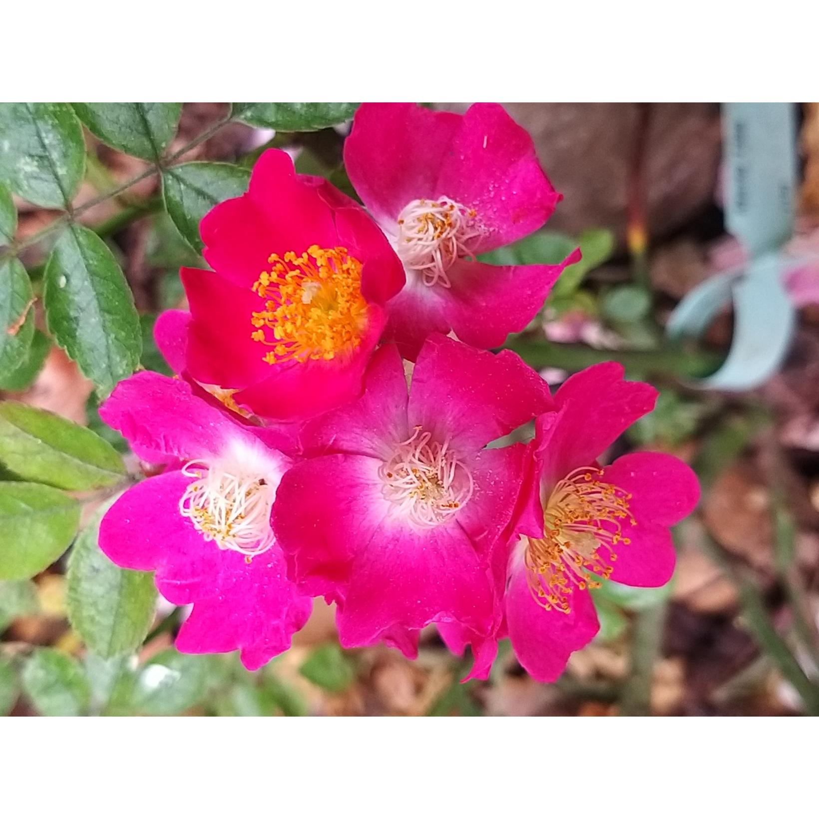 Rosier Maria Lisa - Rosier liane sans épines, aux bouquets de fleurs ...