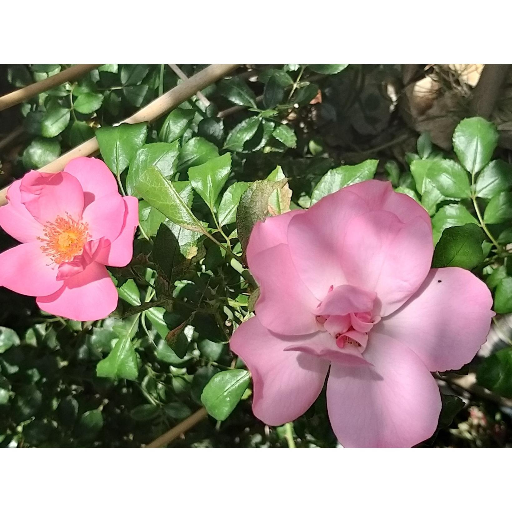 Rosier nain Bordure Rose - Fleurs roses semi-doubles.