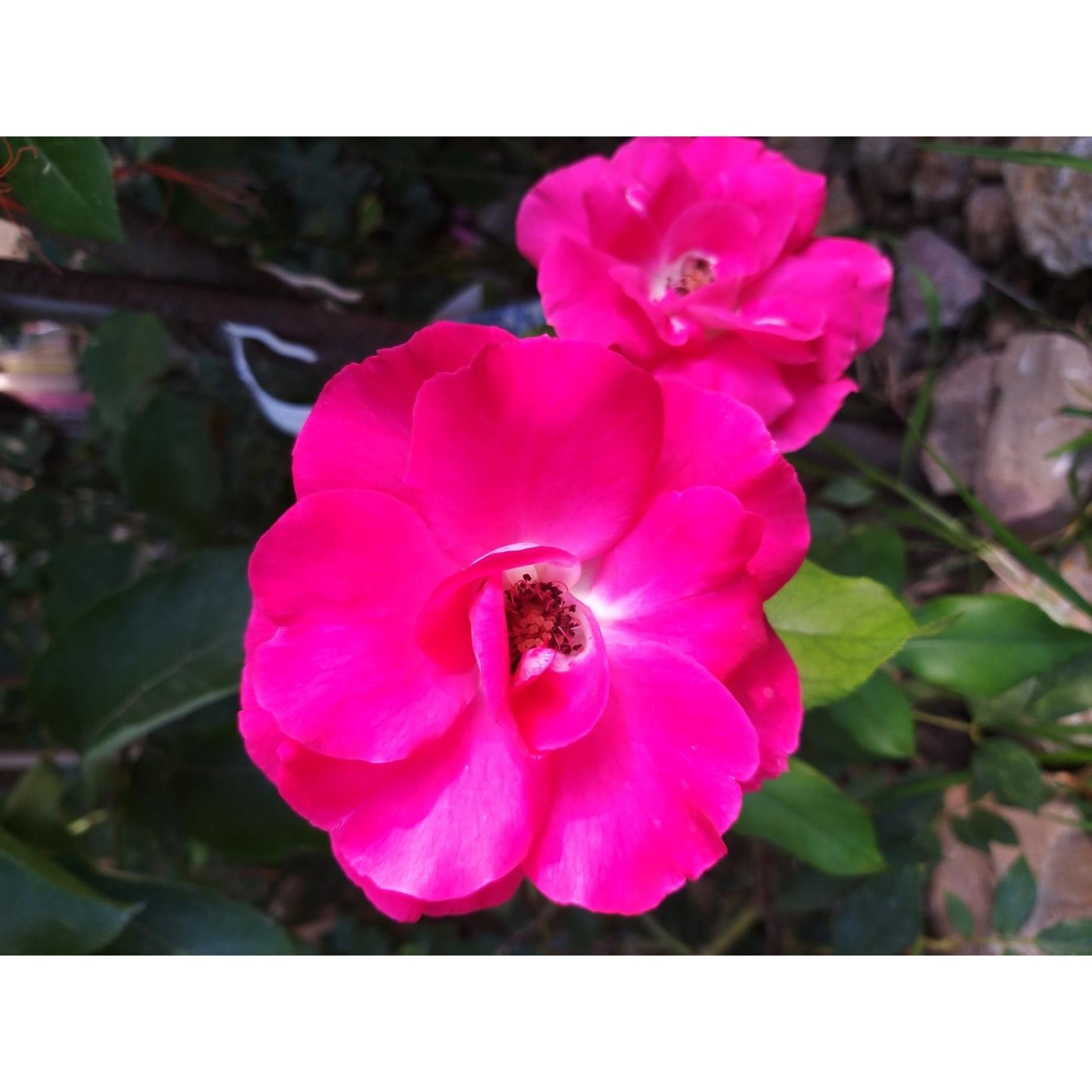 Rosier nain Bordure Vive - Floraison précoce rose cyclamen soutenu.