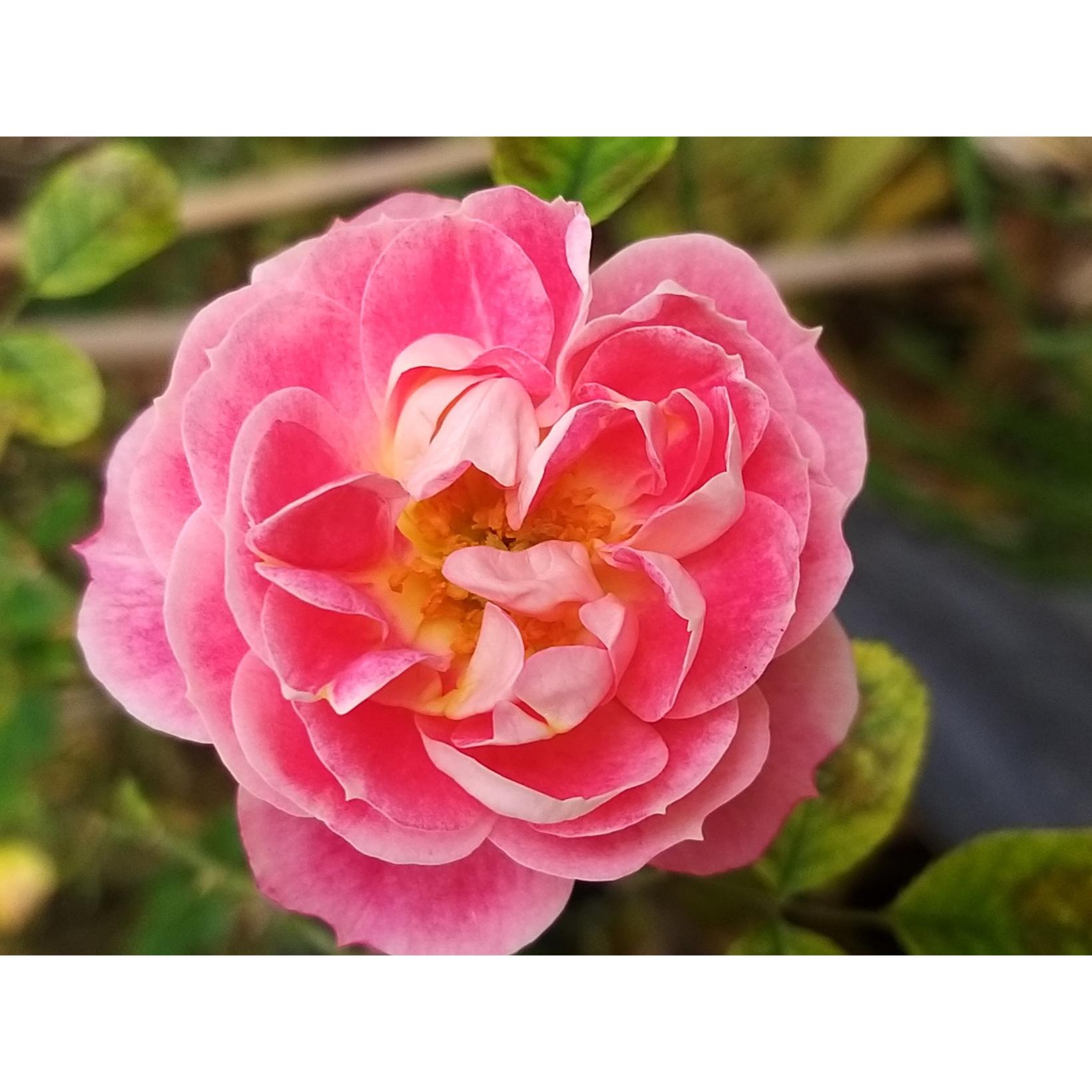 Rosa polyantha Charmant - Rosier miniature, très sain, aux bouquets de ...