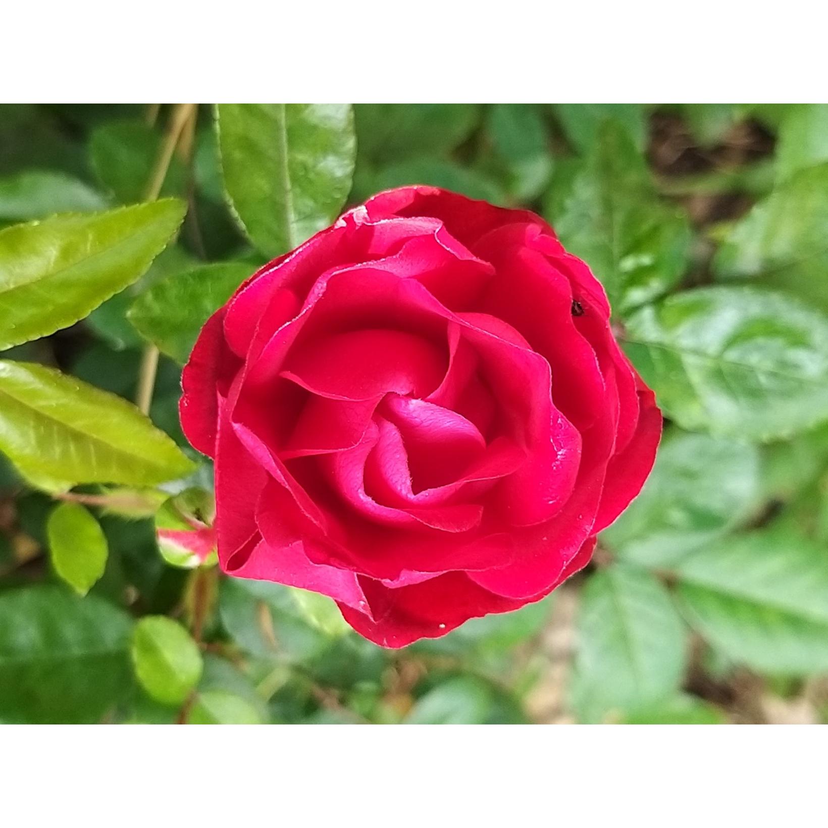 Rosa Fête des Mères - rosier nain très remontant pour patio de type ...