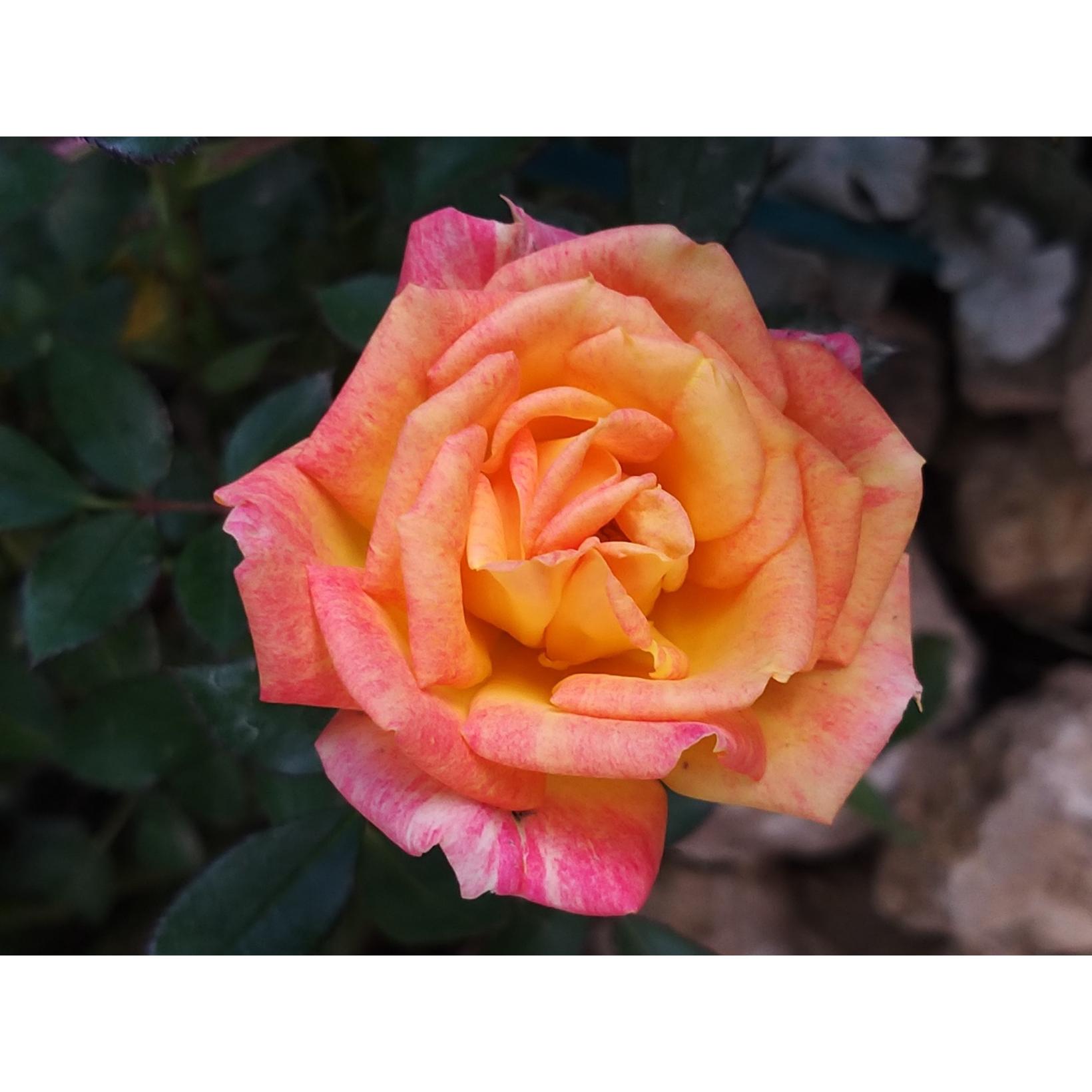 Rosa Little Sunset ® - Rosier miniature, au port harmonieux, aux ...