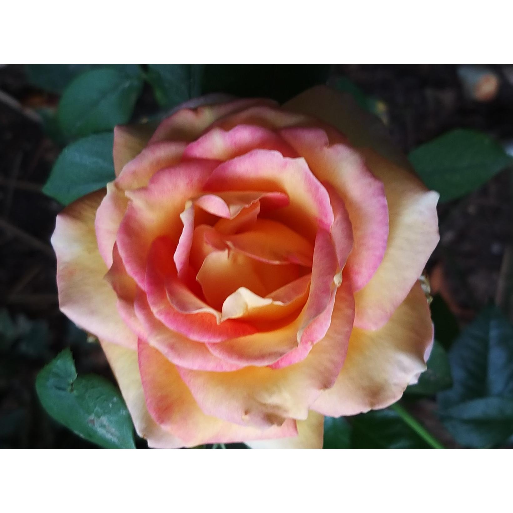 Rosa Little Sunset ® - Rosier miniature, au port harmonieux, aux ...