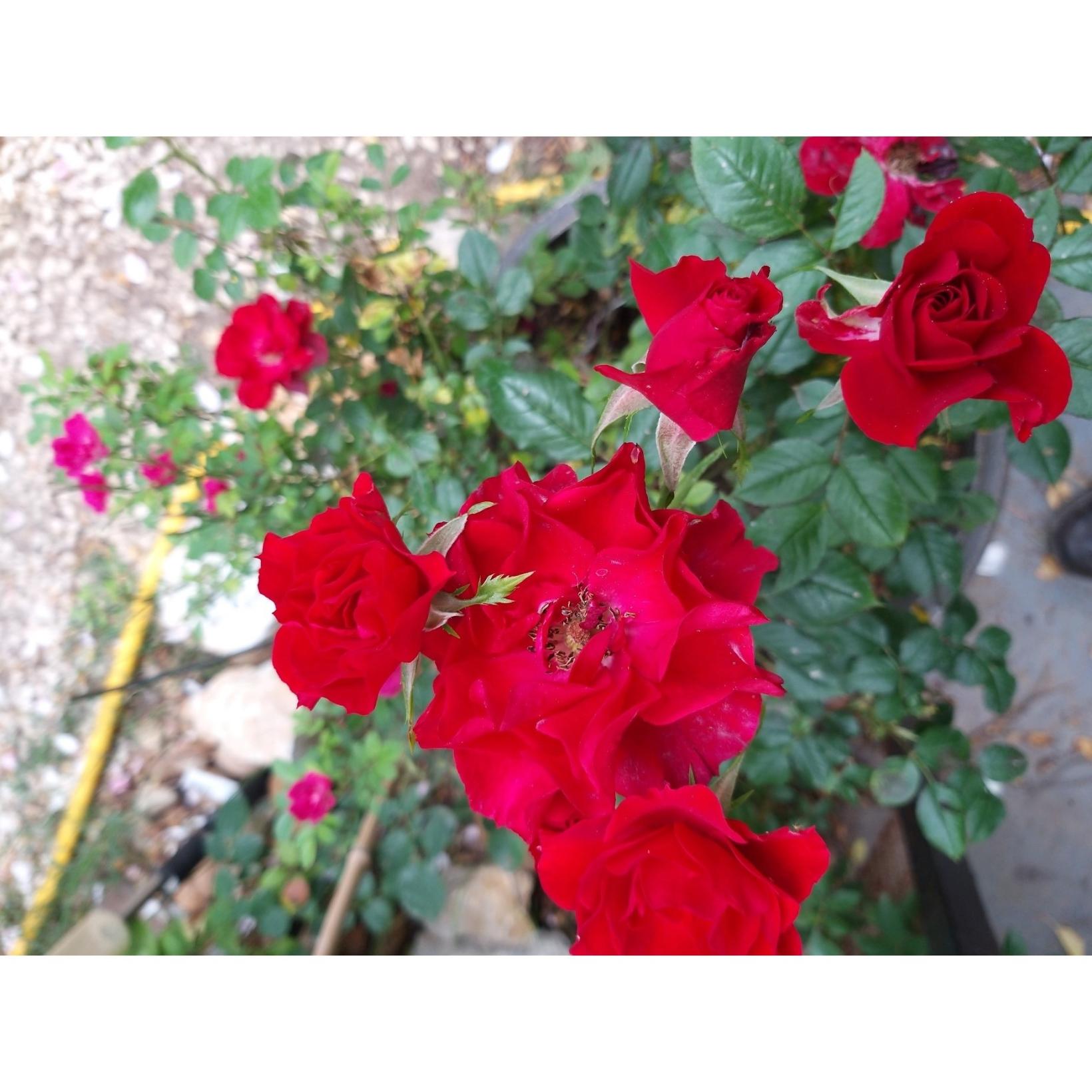 Rosa Ruby Ruby Weksactrumi - Rosier nain à fleurs groupées doubles rouge cerise.