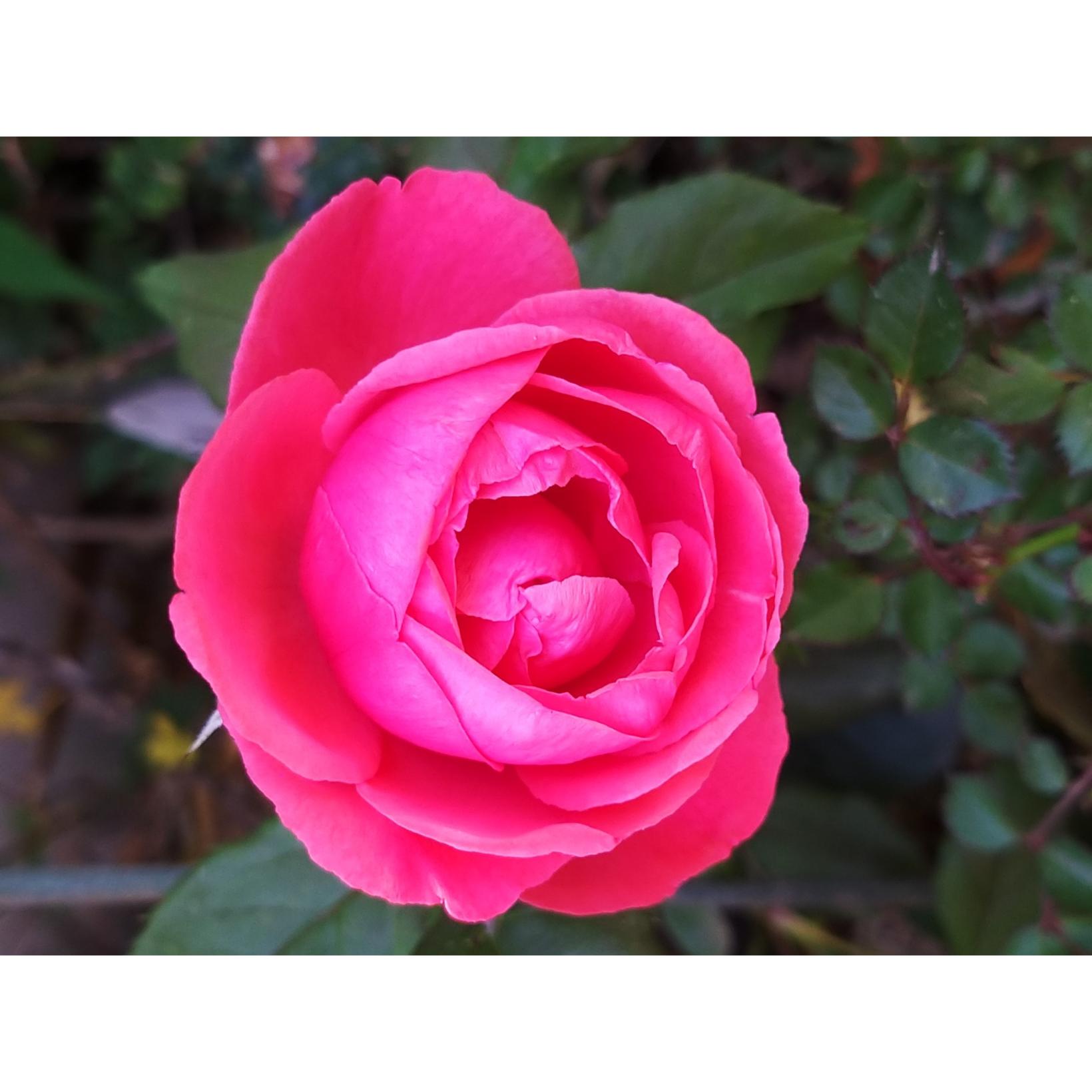 Rosa Parfuma Princesse de Jardin Marie José - Des roses pompon rose ...