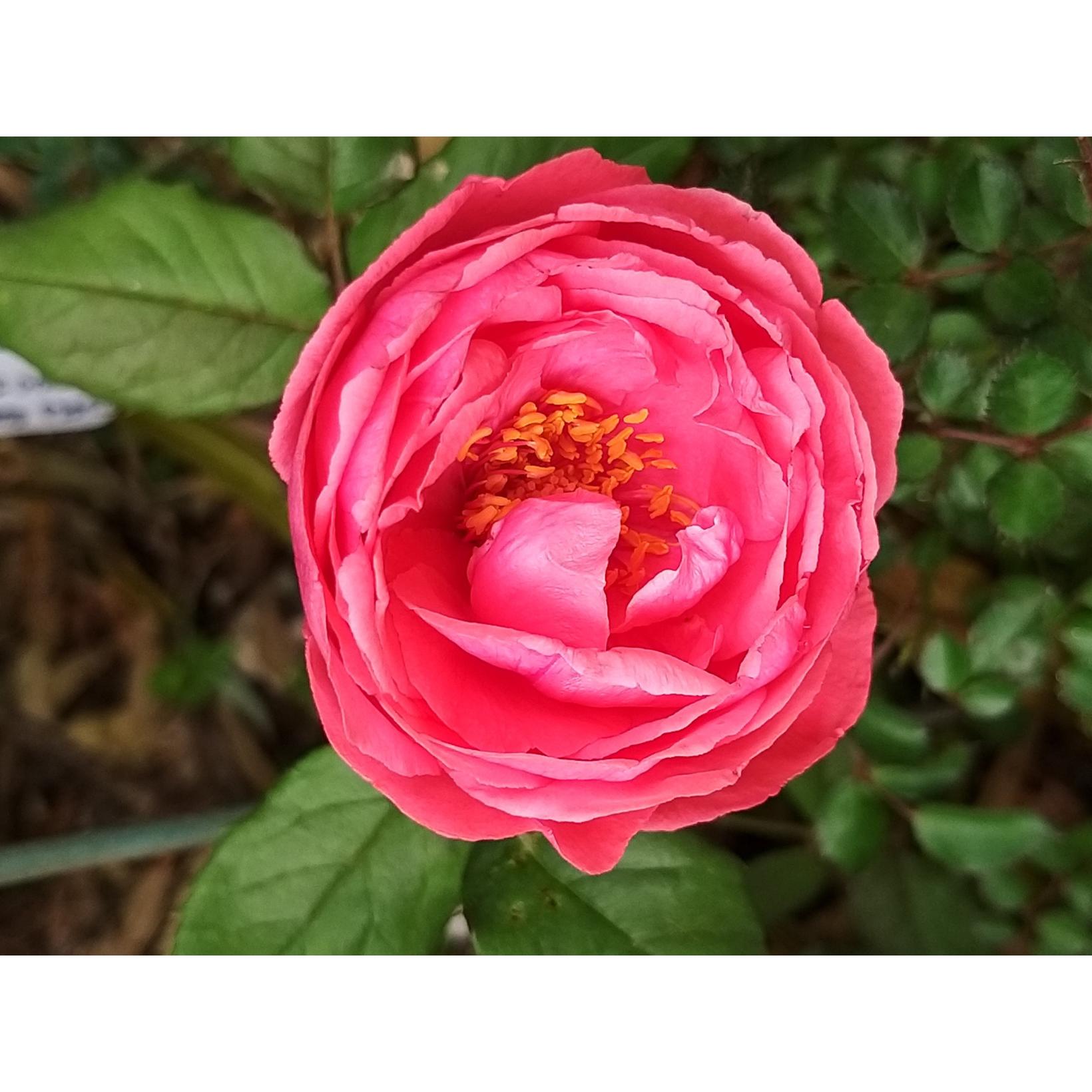Rosa Parfuma Princesse de Jardin Marie José - Des roses pompon rose ...