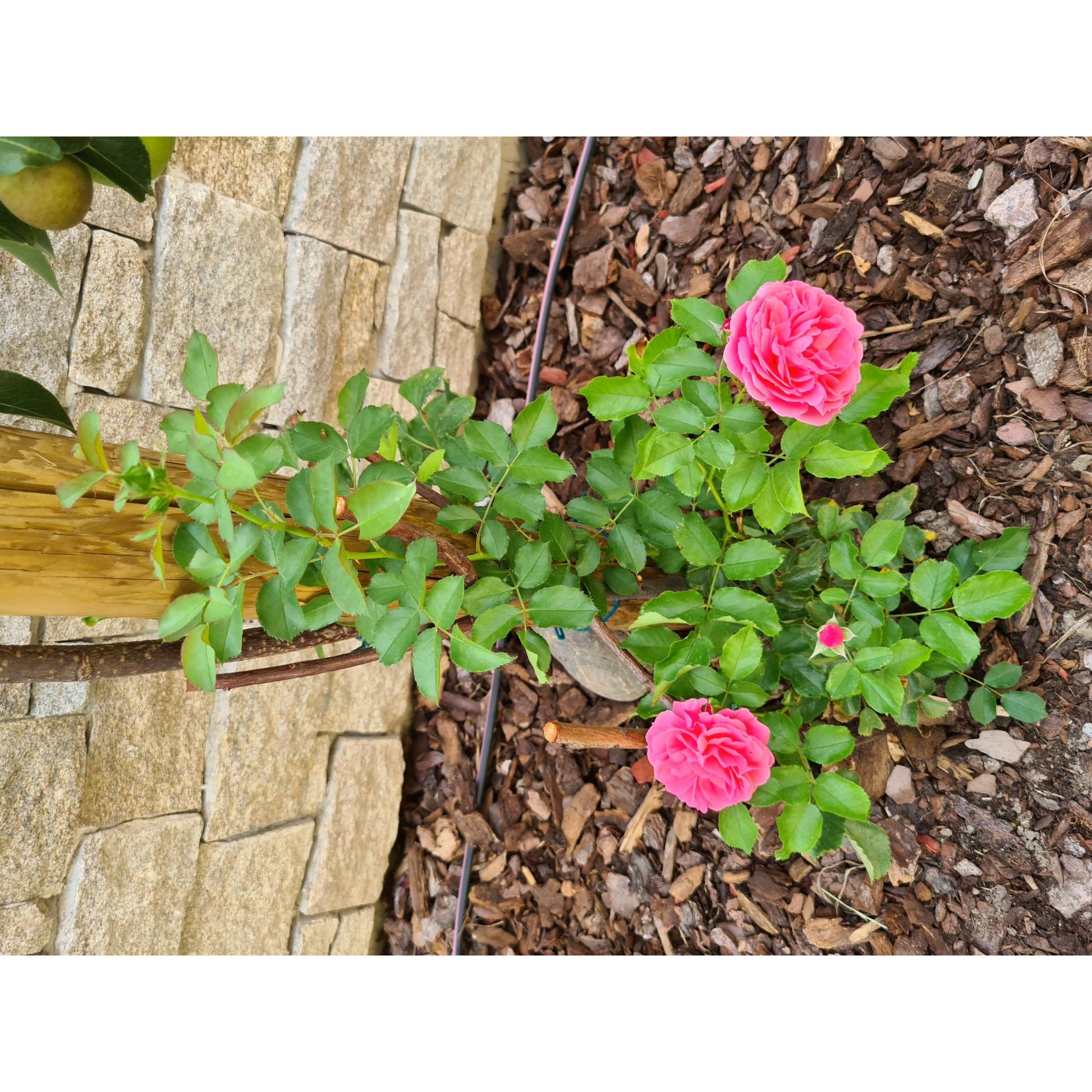 Rosa Patio Rose Moin Moin - A fleurs groupées doubles rose moyen ...