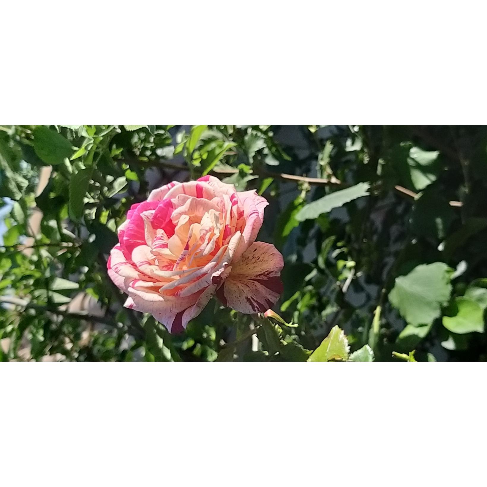 Rosier tige Broceliande - Des roses multicolores, rouge à fuchsia strié ...